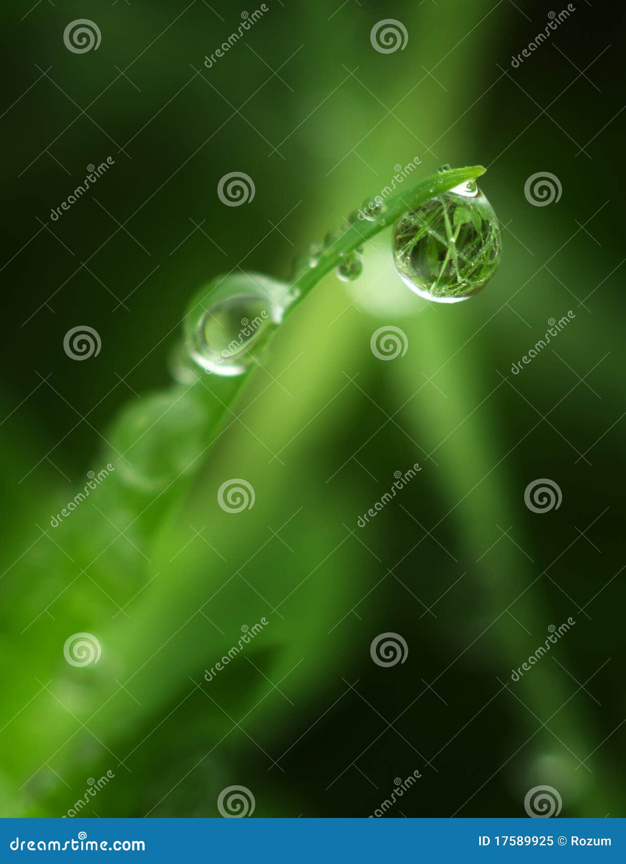 Macro of raindrop stock image. Image of liquid, garden - 17589925
