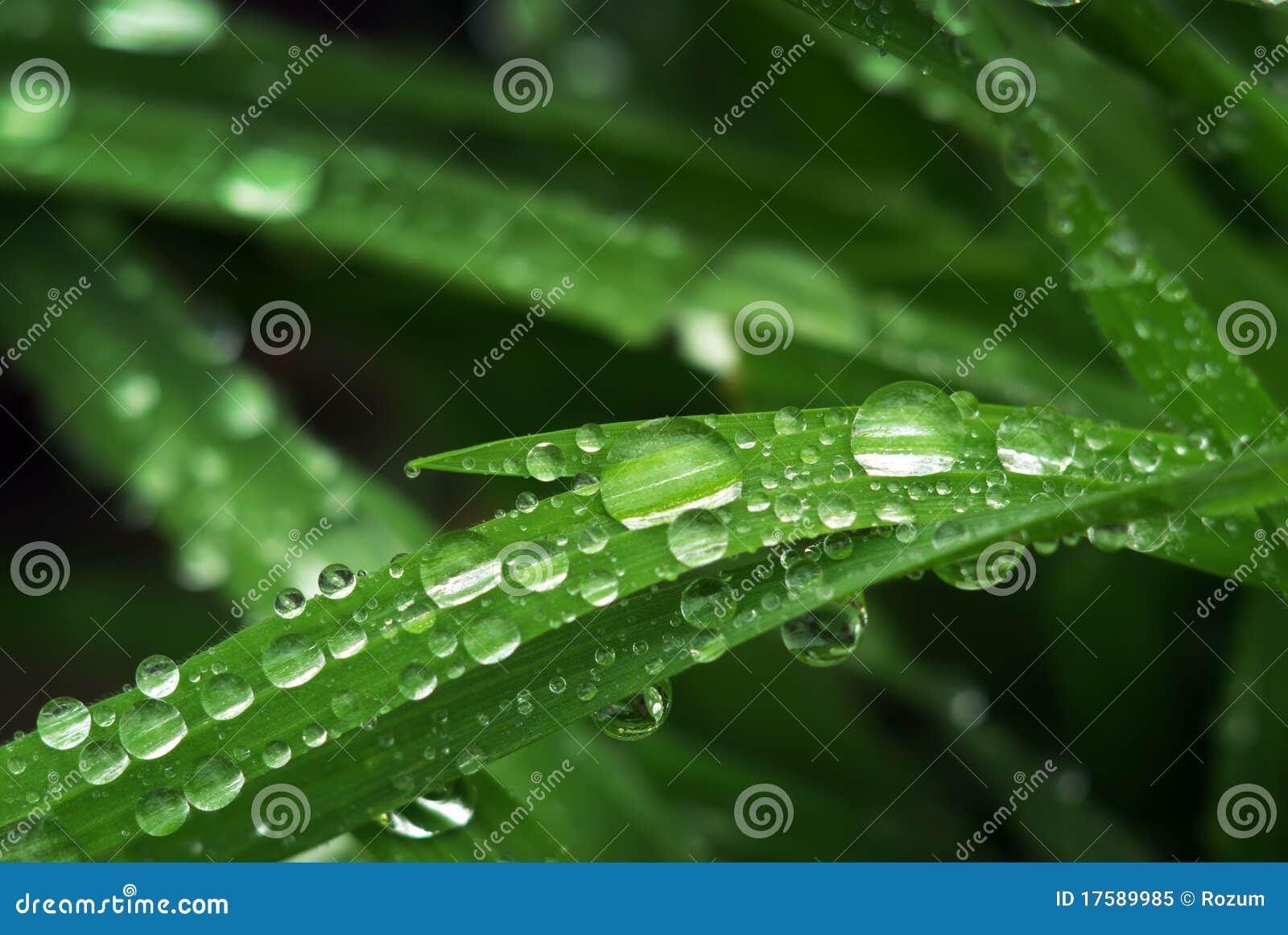 Macro of raindrop stock image. Image of light, closeup - 17589985