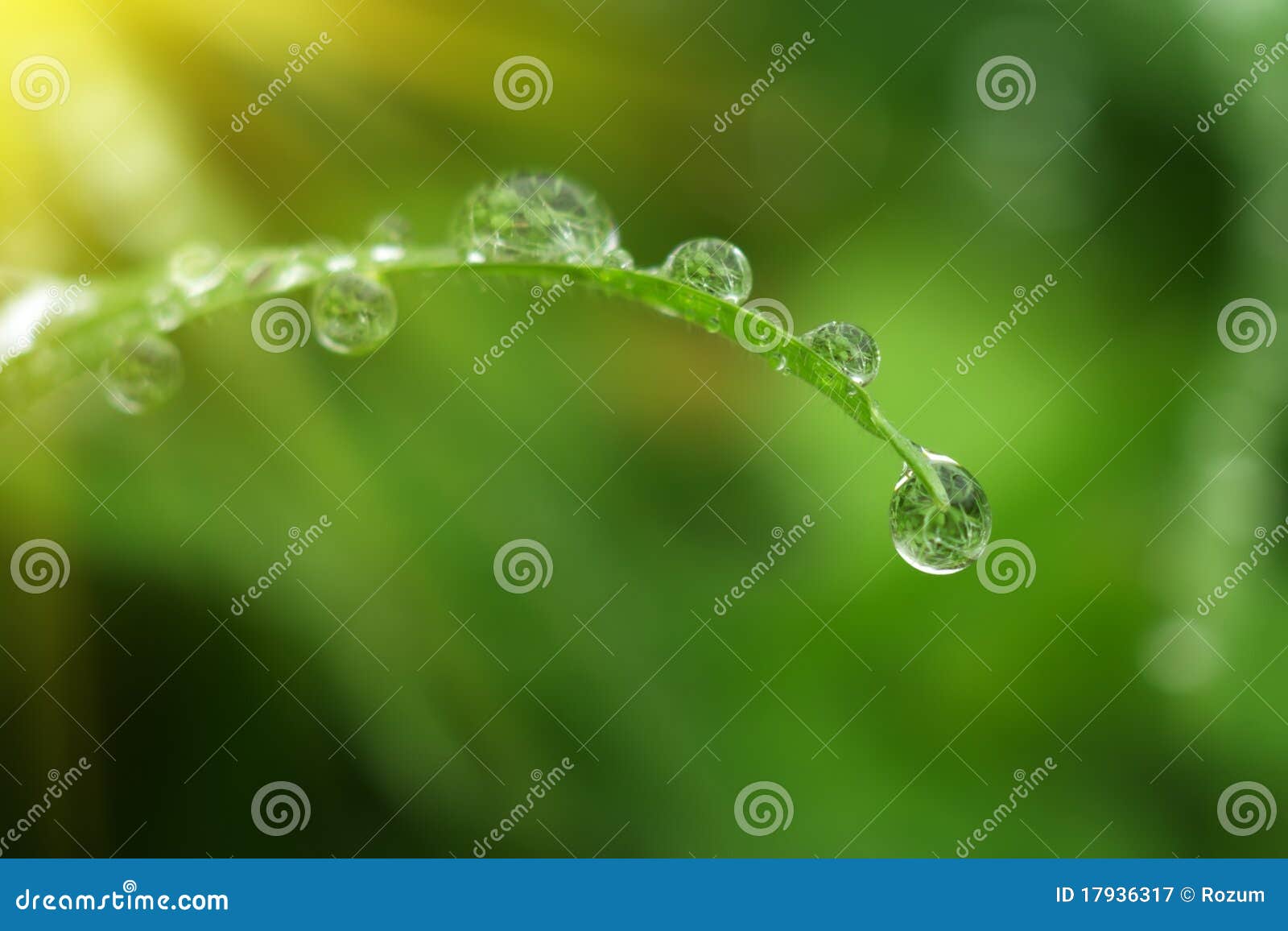 Macro of raindrop stock image. Image of closeup, harmony - 17936317