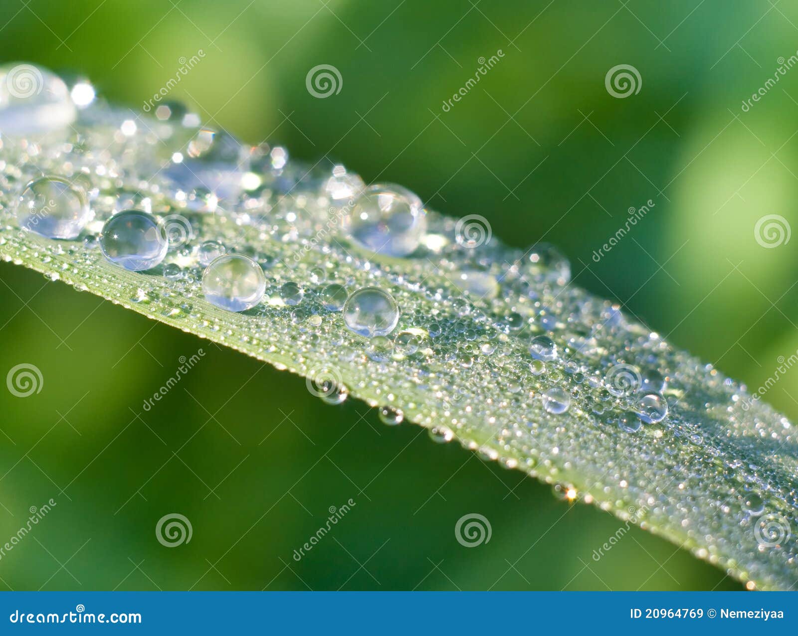Macro of raindrop. stock image. Image of leaf, green - 20964769