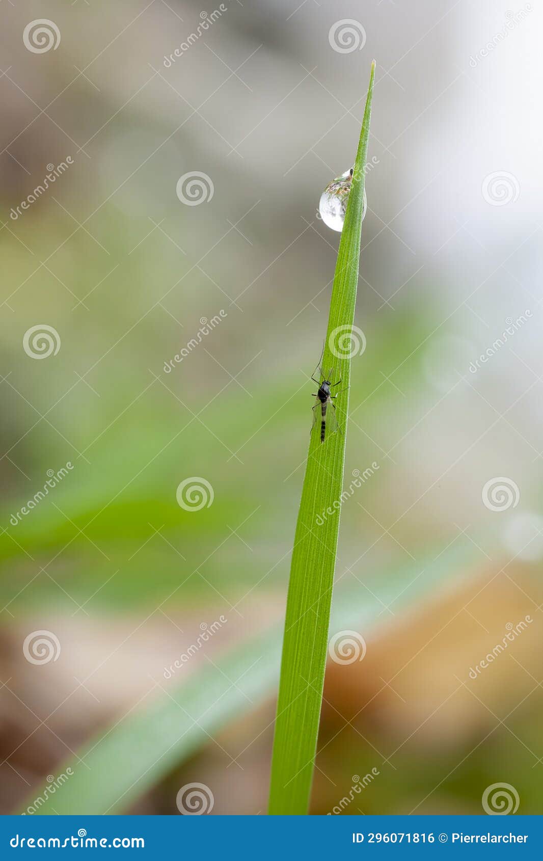 Macro of Raindrop. Composition of Nature Stock Photo - Image of ...