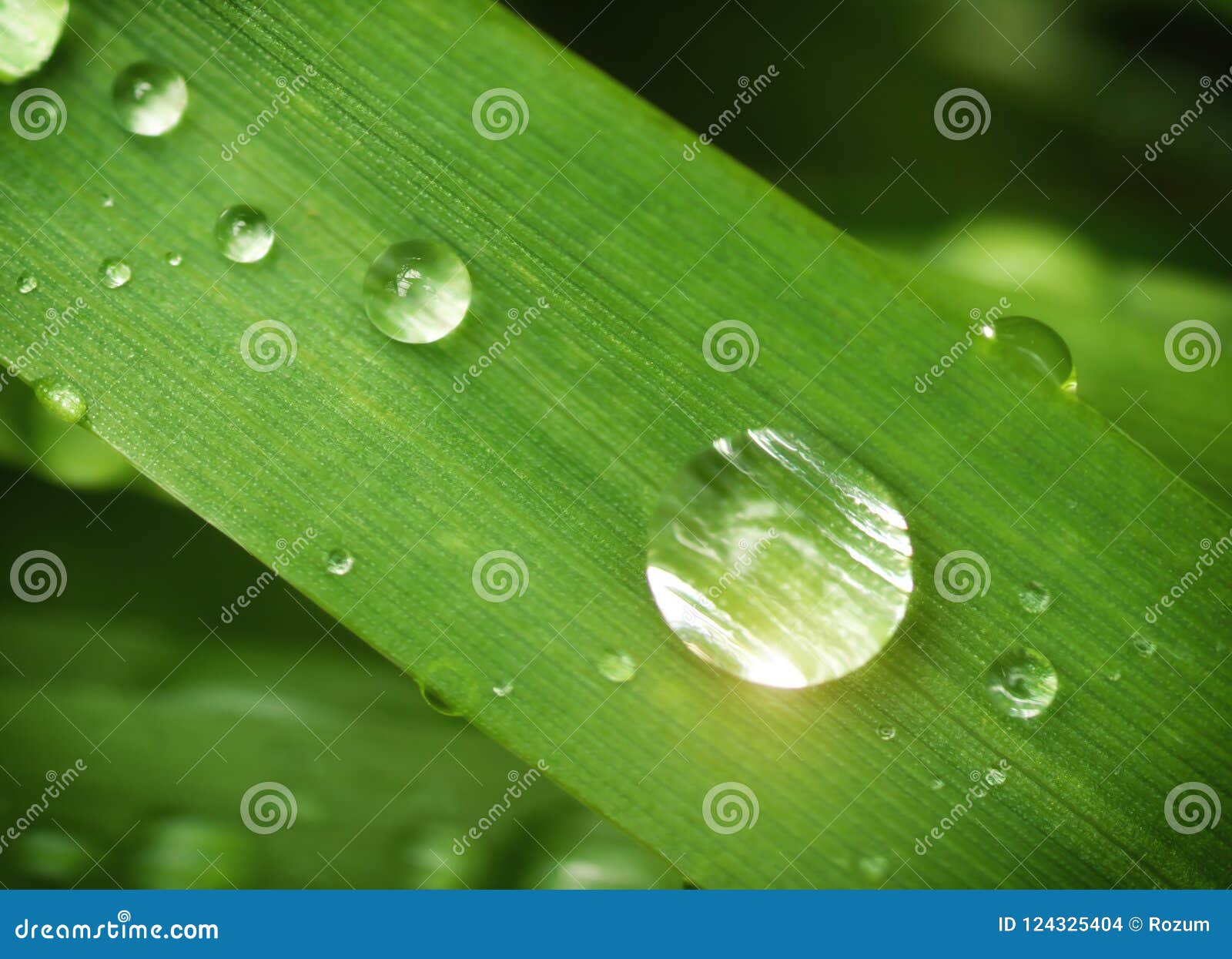 Macro of raindrop. stock photo. Image of life, light - 124325404