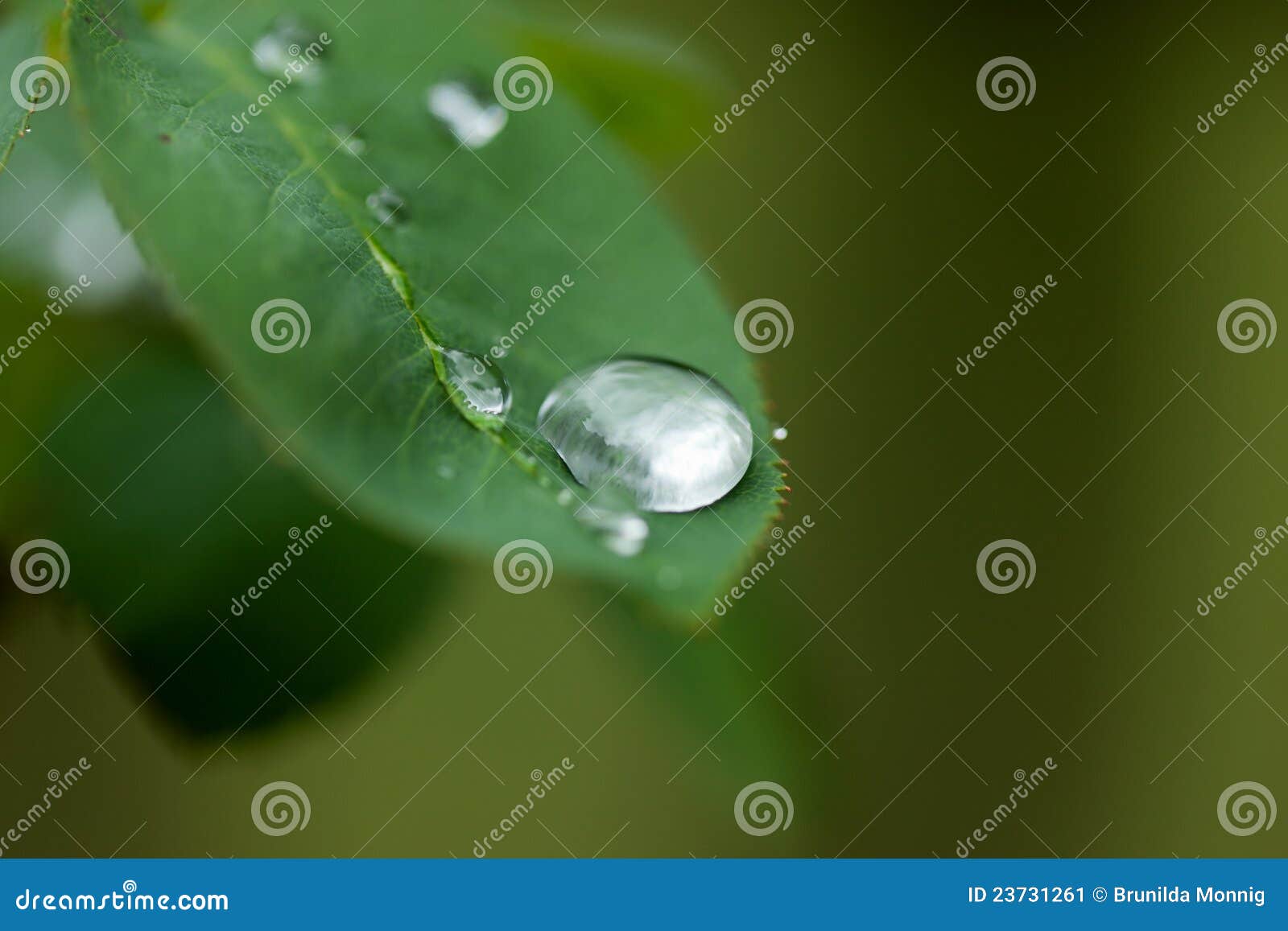 Macro raindrop on leaf stock image. Image of differential - 23731261