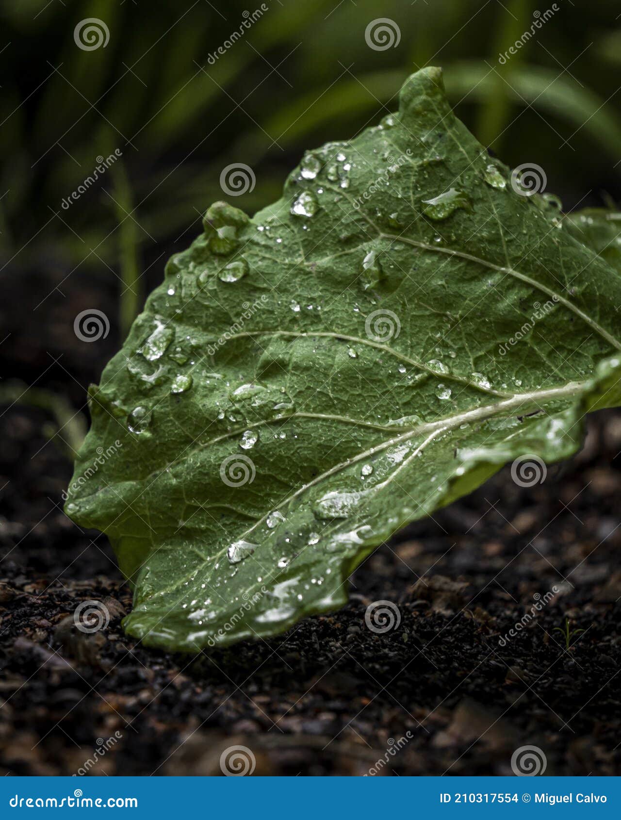 Macro Raindrop in a Leaf, Green Closeup Stock Photo - Image of summer ...
