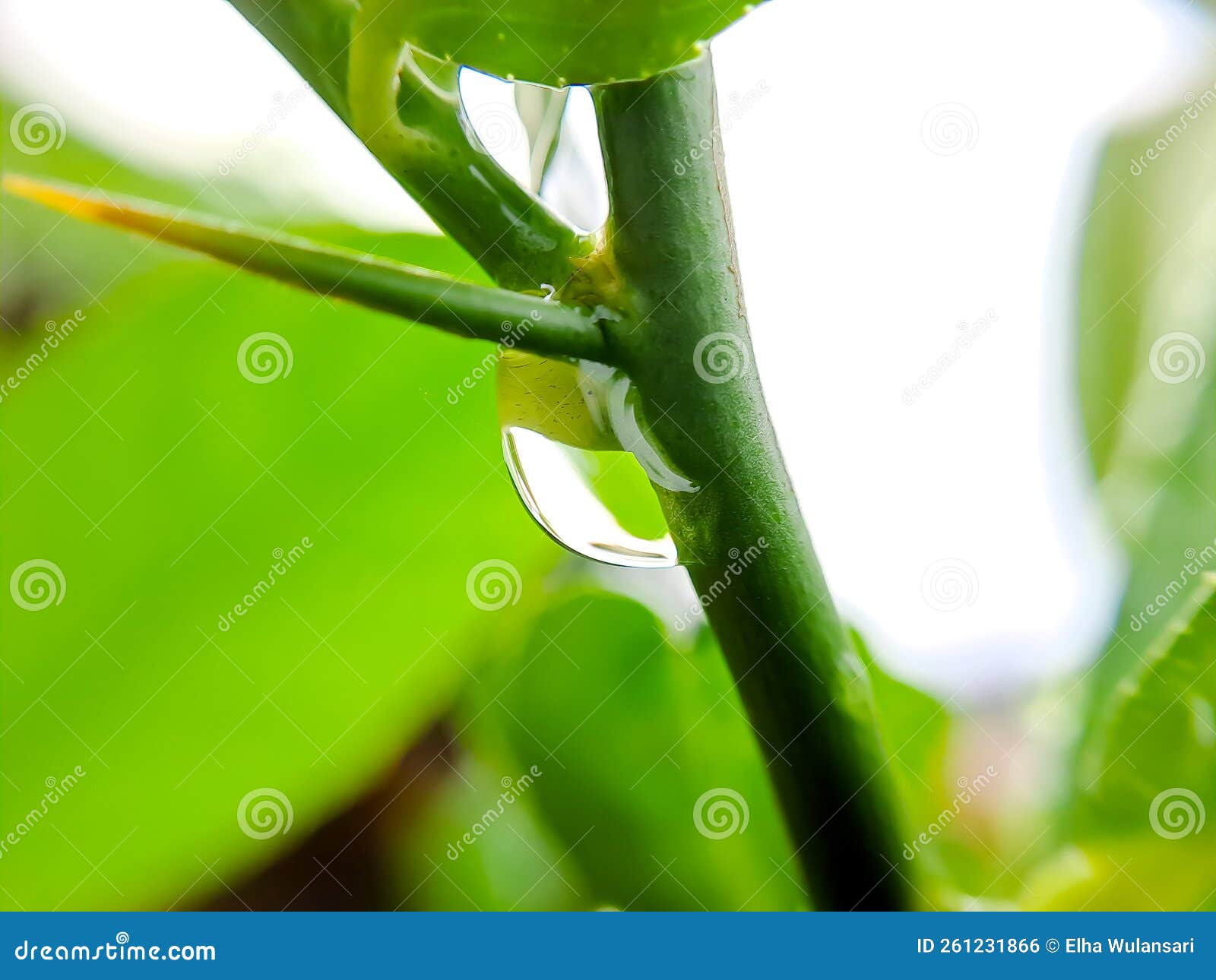 Macro Raindrops on the Green Leaf of a Lemon Stem, Shot after an ...