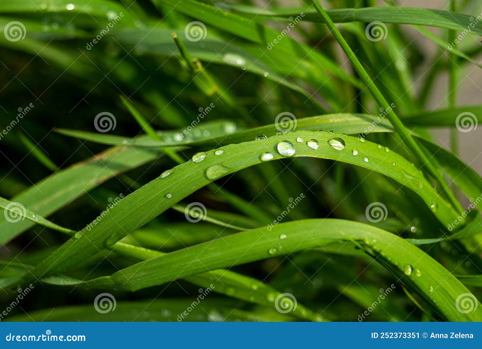Macro Raindrops Raindrops On Grass Leaves Stock Image Image Of Green