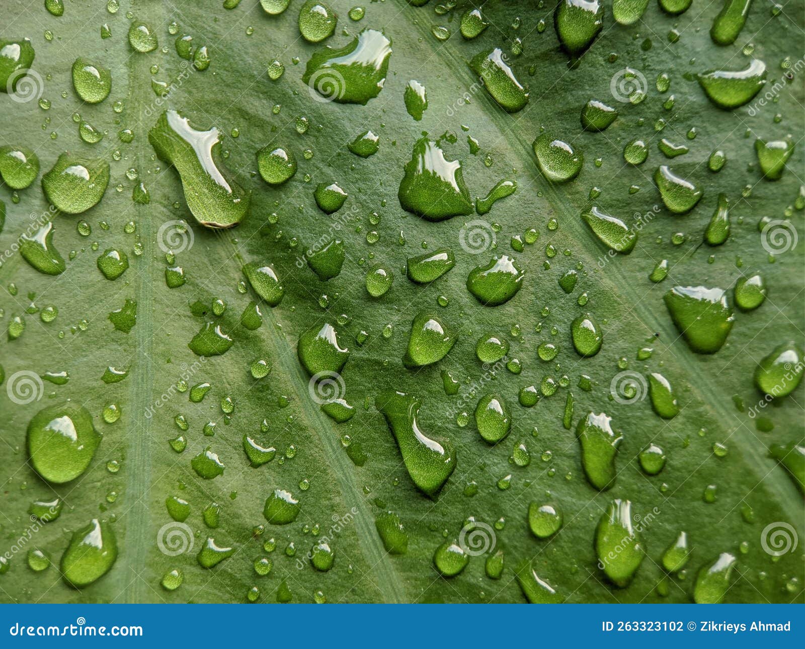 Macro of Raindrops Texture on Green Leaves Stock Photo - Image of plant ...