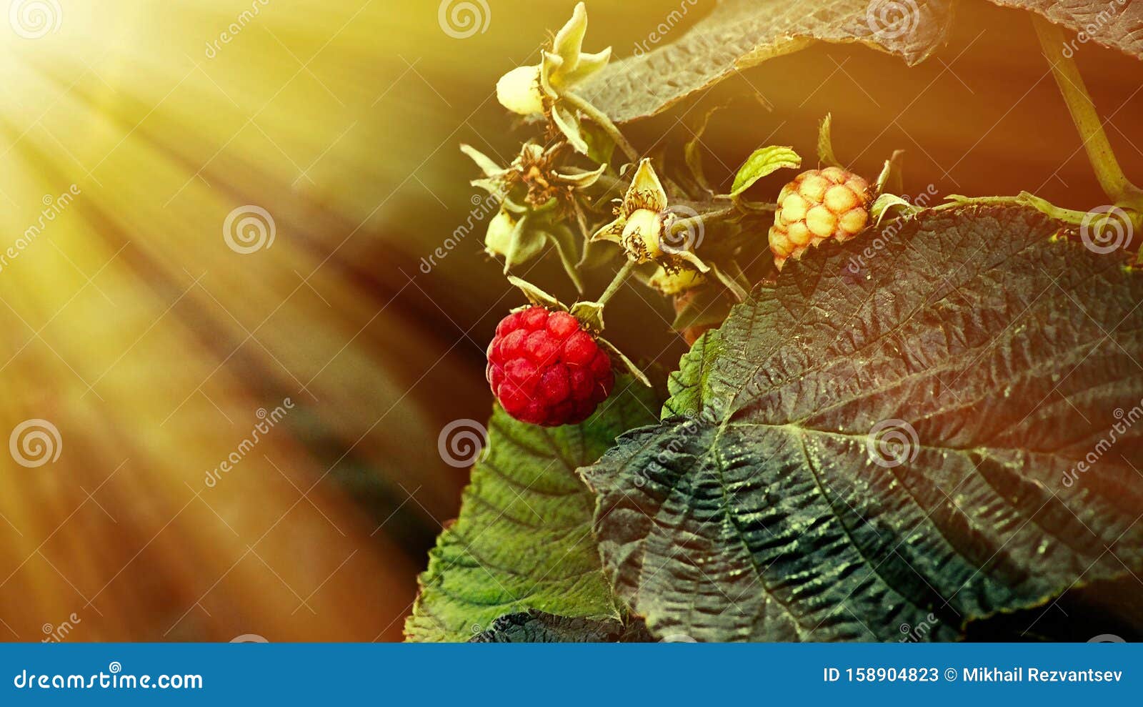 Raspberry stock image. Image of fruit, nature, berry - 158904823
