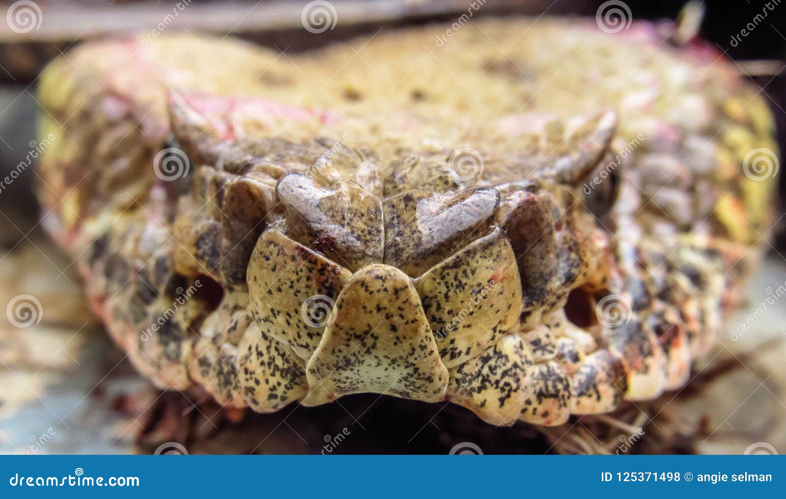 Macro Rattlesnake Head Looking at Camera Stock Photo - Image of looking ...