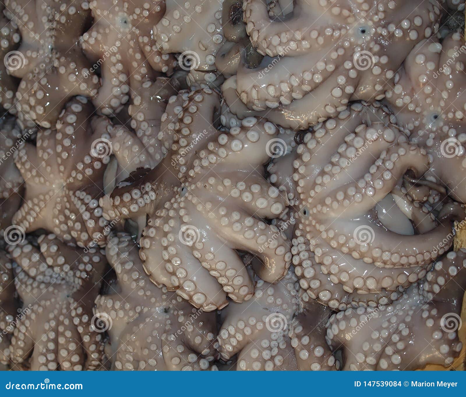 Macro of raw octopus fish stock photo. Image of color - 147539084