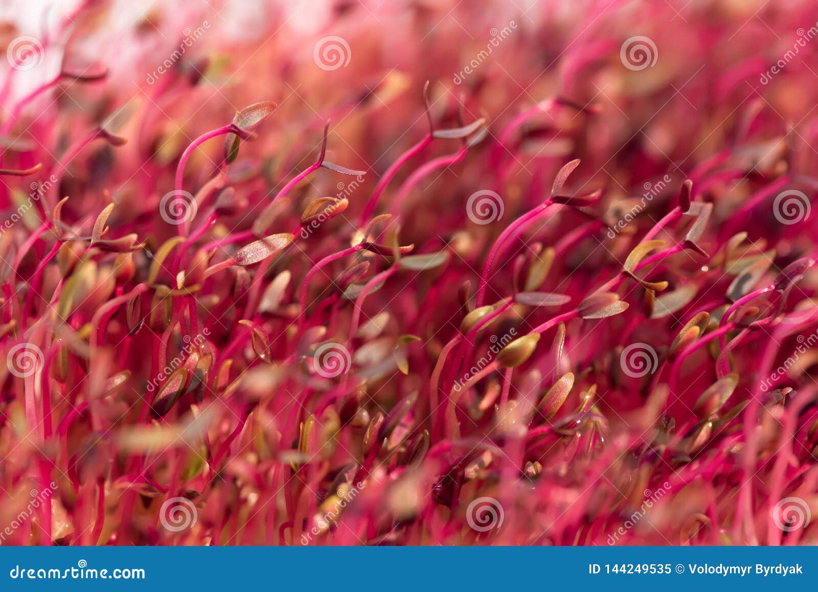 Macro Red Amaranth Microgreens Stock Image - Image of nature, leaves ...