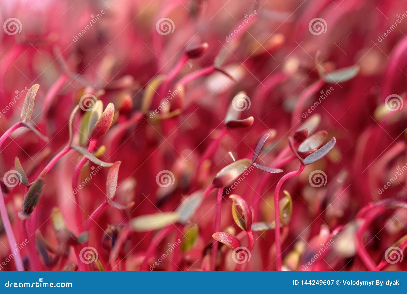 Macro Red Amaranth Microgreens Stock Image - Image of amaranthus ...