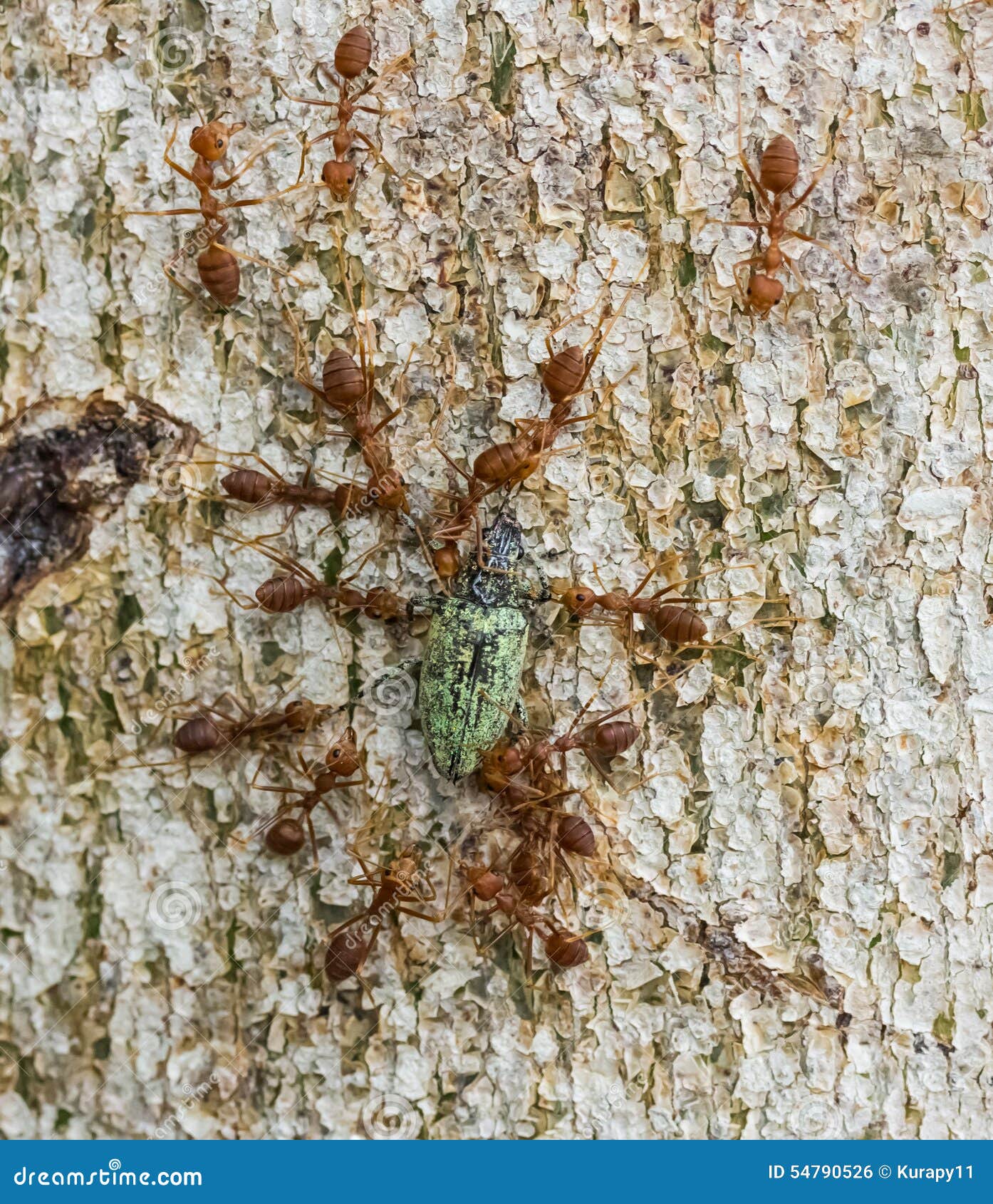 Macro of Red Ant Army are Swarming Insect for Food Stock Photo - Image ...