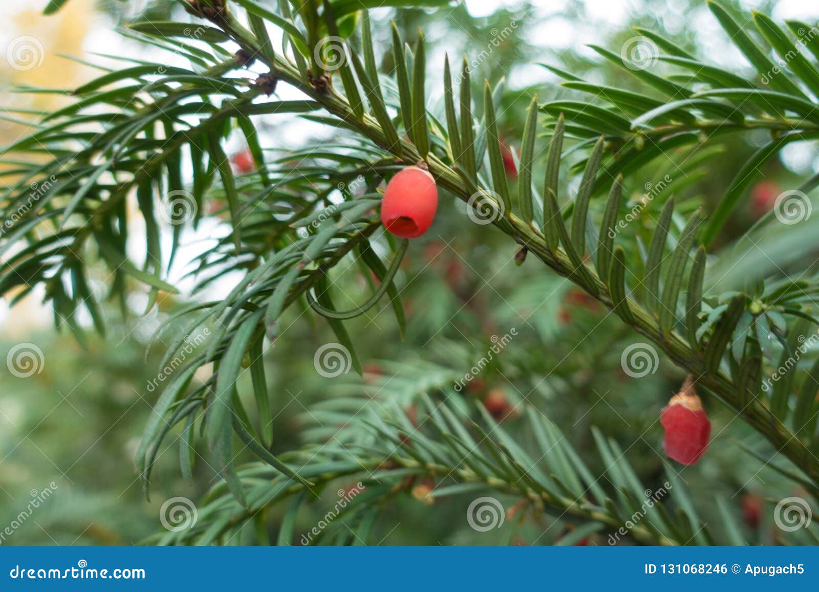 Macro of Red Berry-like Seed Cone of Yew Stock Photo - Image of ...