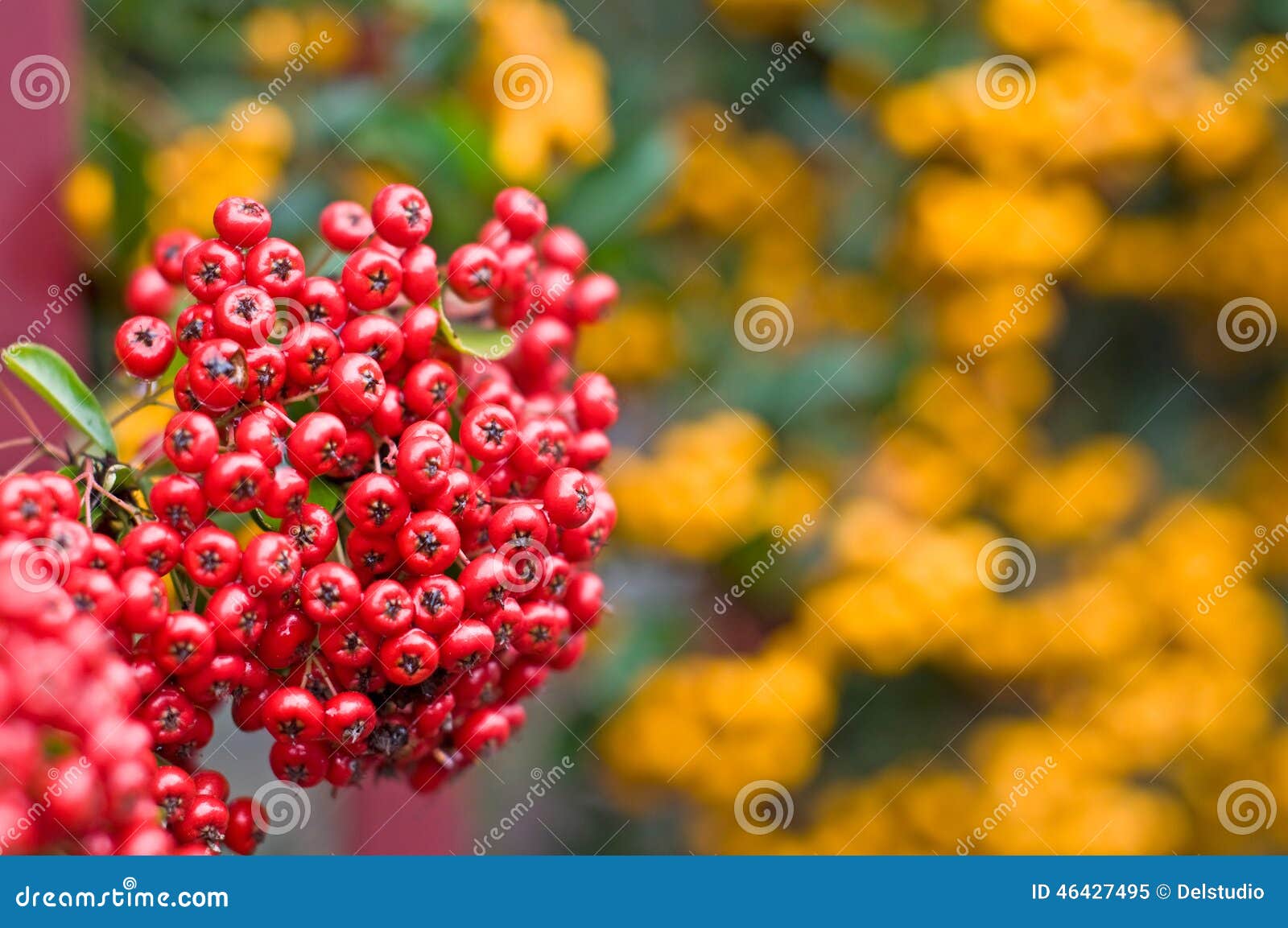 Macro of a Red Berry Pyracantha Shrub Stock Image - Image of plant ...
