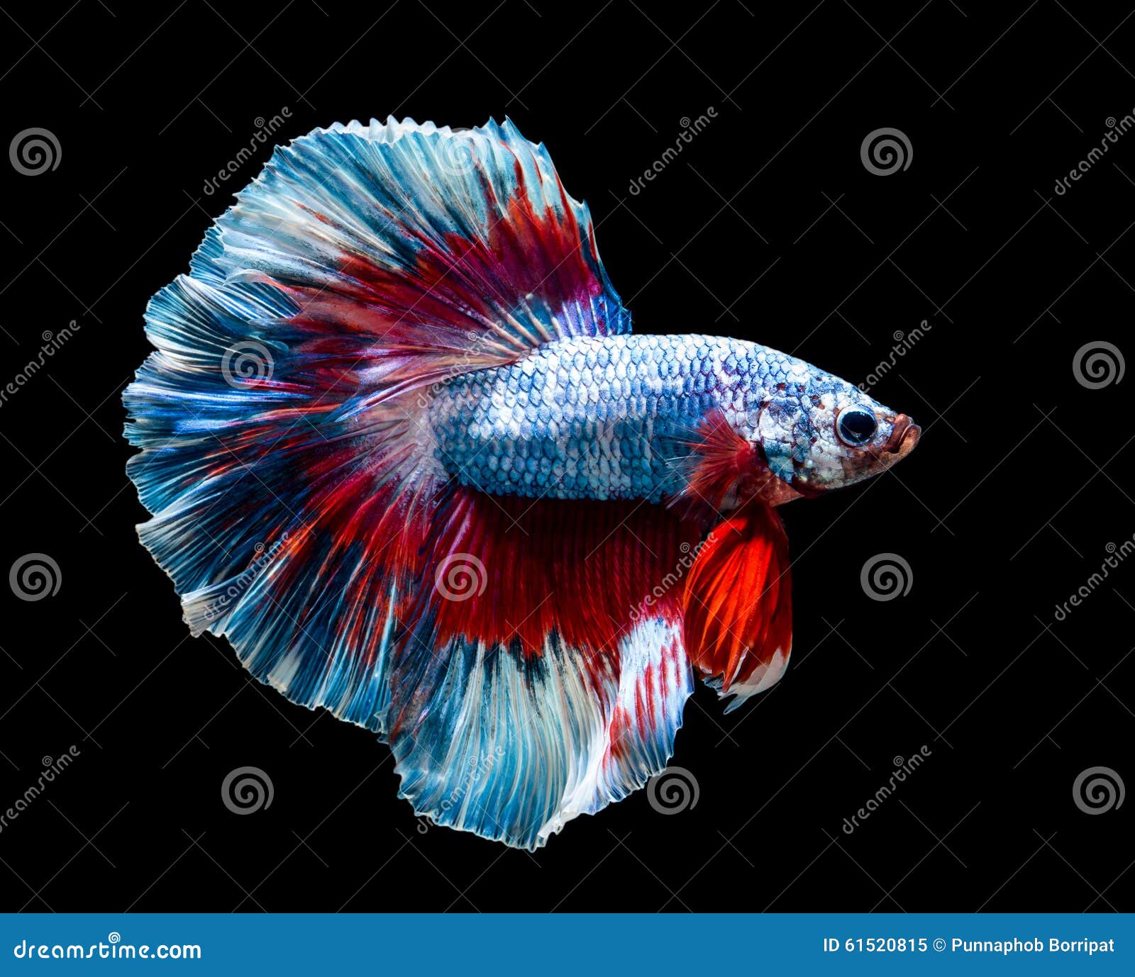 Macro Red&blue Siam Fish Stock Image - Image of color, swim: 61520815