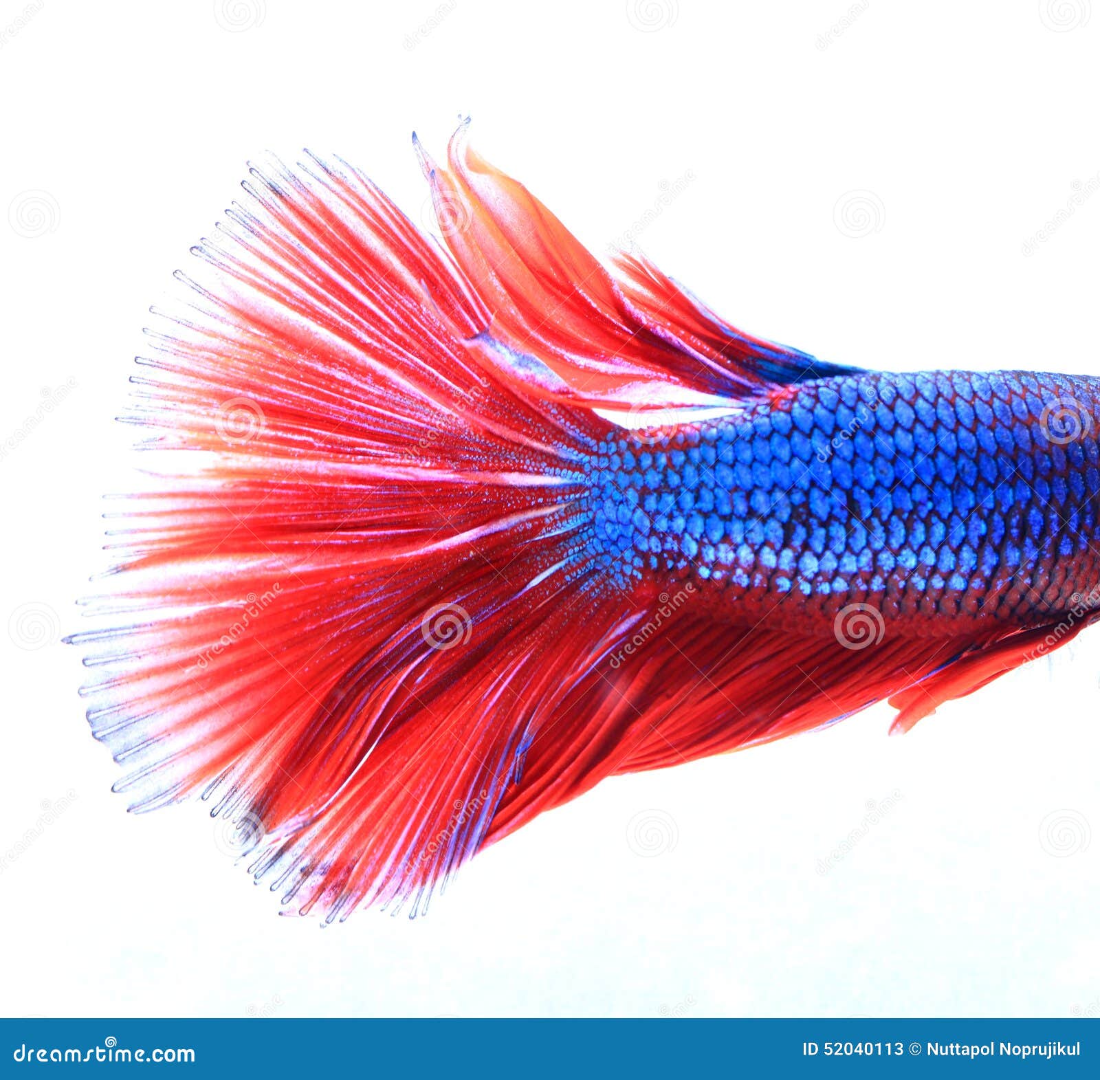 Macro of Red and Blue Siamese Fighting Fish, Betta Splendens Iso Stock ...