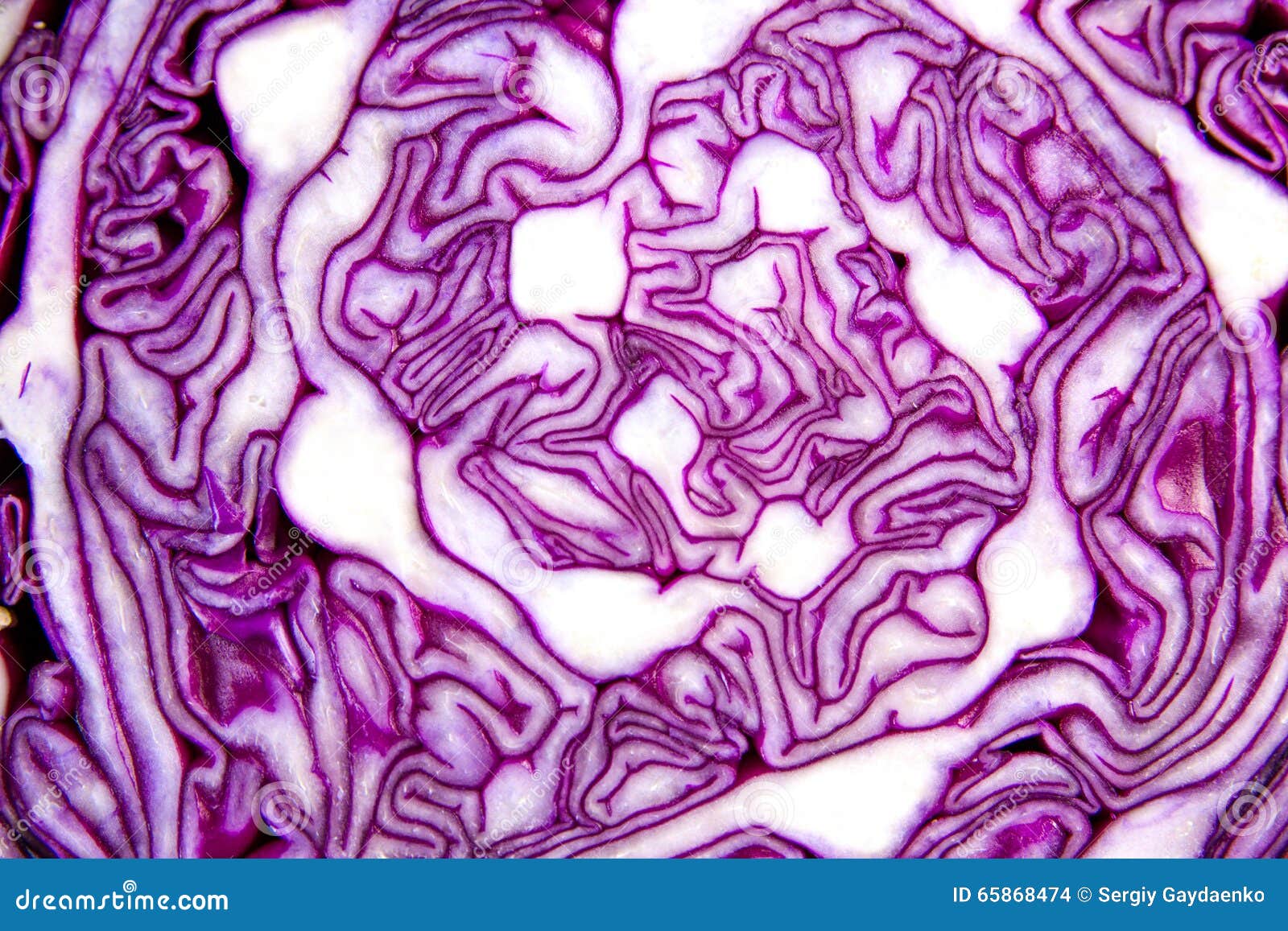 Macro red cabbage texture stock photo. Image of nutrition - 65868474