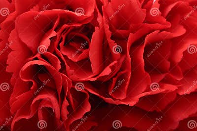 Macro of Red Carnation Texture Stock Photo - Image of wallpaper, live ...
