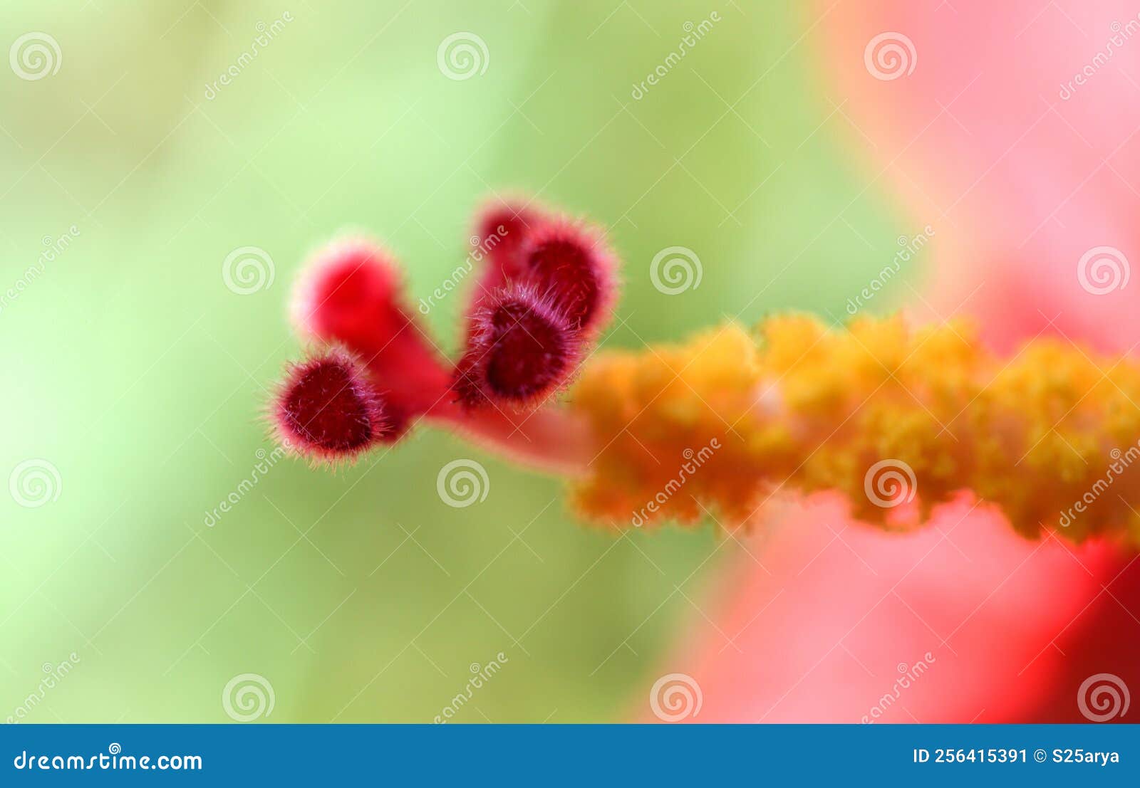 Macro Red Color Flower Stigma Stock Image - Image of blossom ...