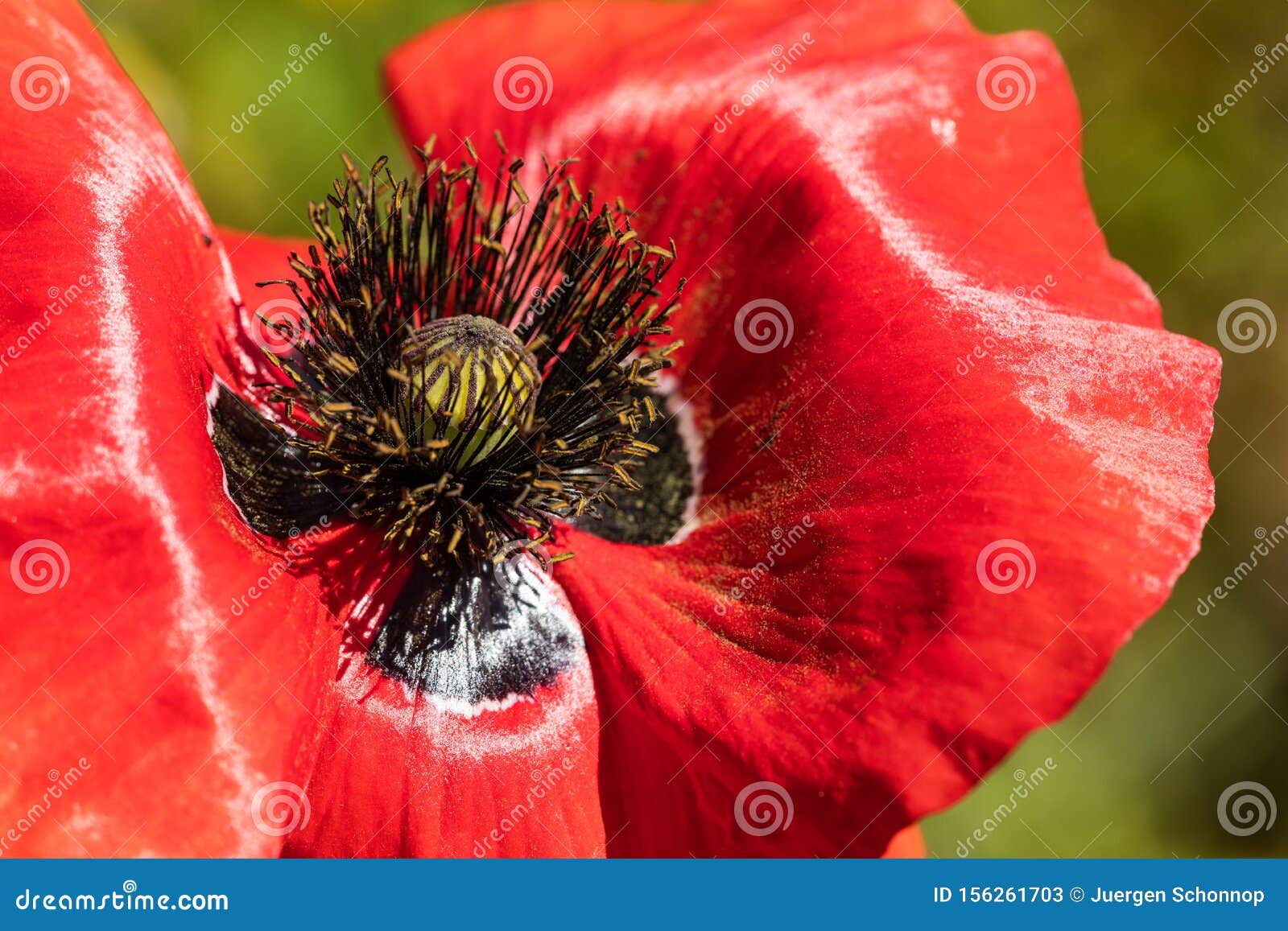 Macro of red common poppy stock image. Image of poppy - 156261703