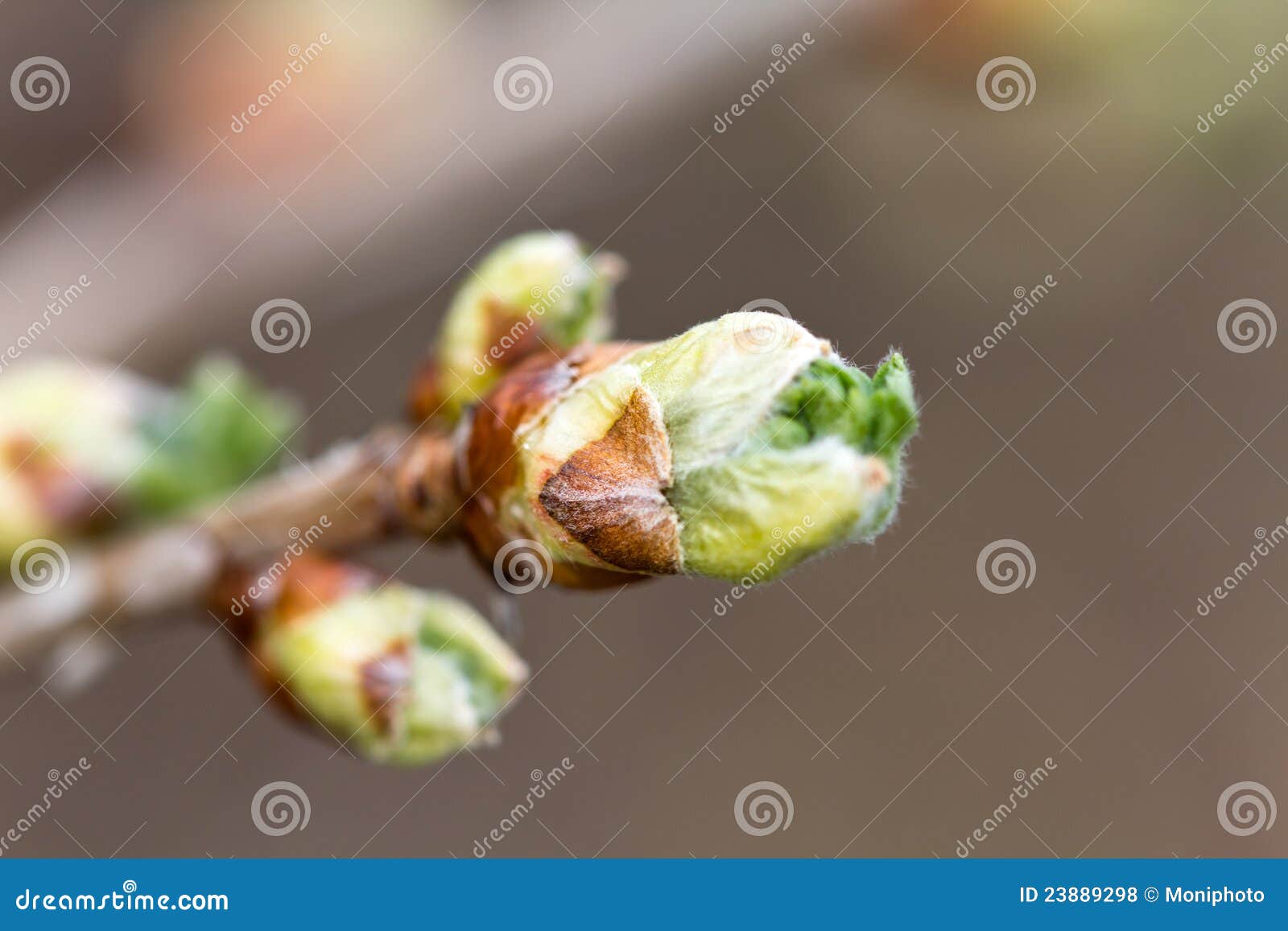 635 Black Currant Bud Stock Photos - Free & Royalty-Free Stock Photos ...