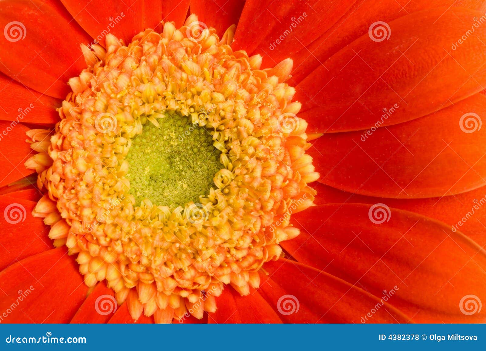 Macro of red daisy stock photo. Image of decoration, seasonal - 4382378