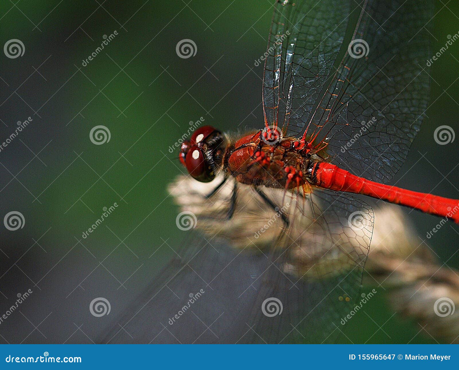 Closeup of a Red Fire Dragonfly Stock Image - Image of wings, wild ...