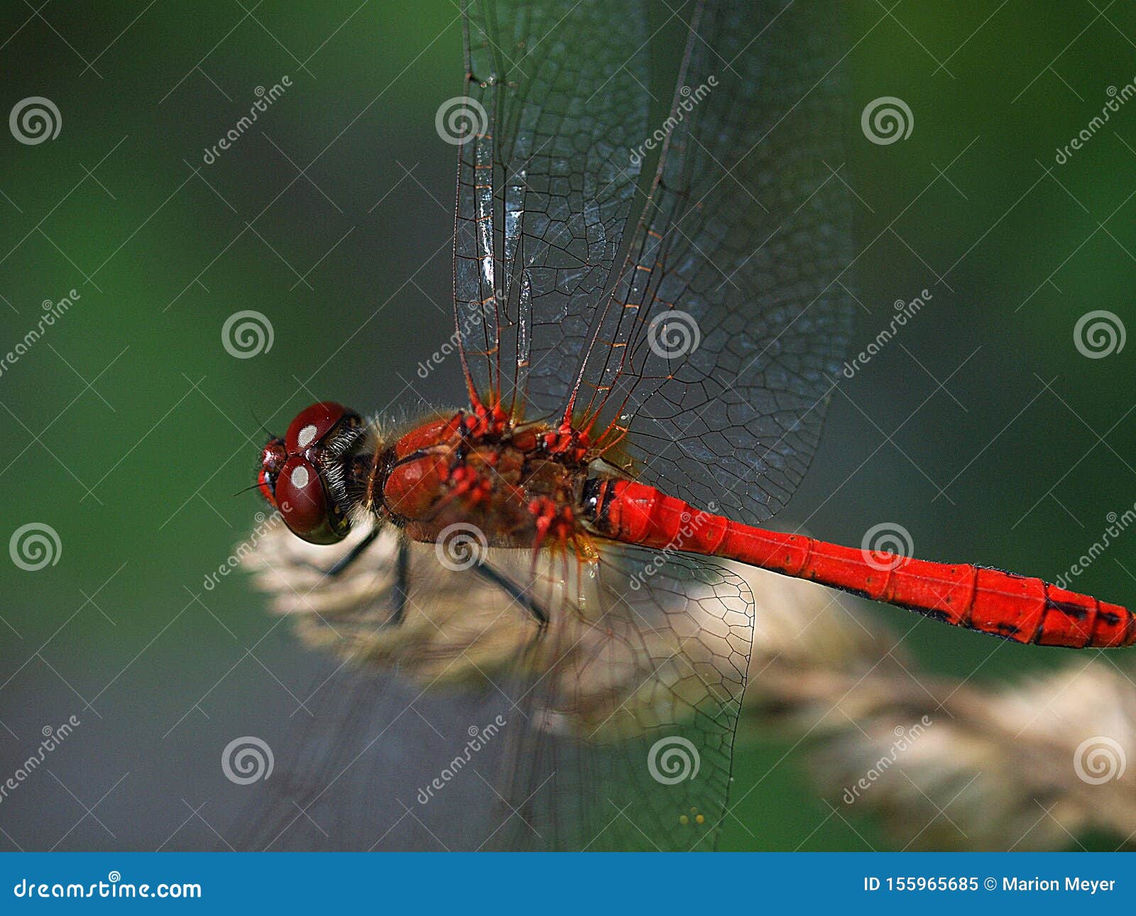 Closeup of a Red Fire Dragonfly Stock Image - Image of wild, german ...