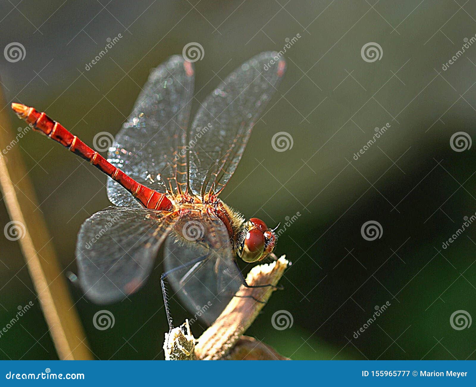 Closeup of a Red Fire Dragonfly Stock Image - Image of animal, wild ...