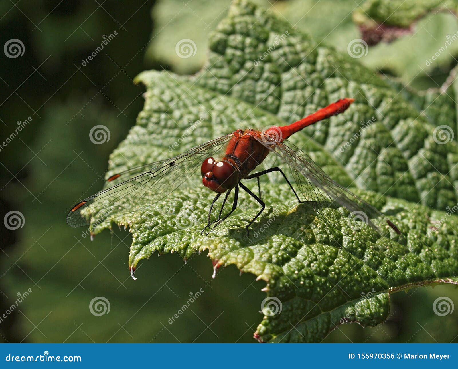 Closeup of a Red Fire Dragonfly Stock Photo - Image of fire, lively ...