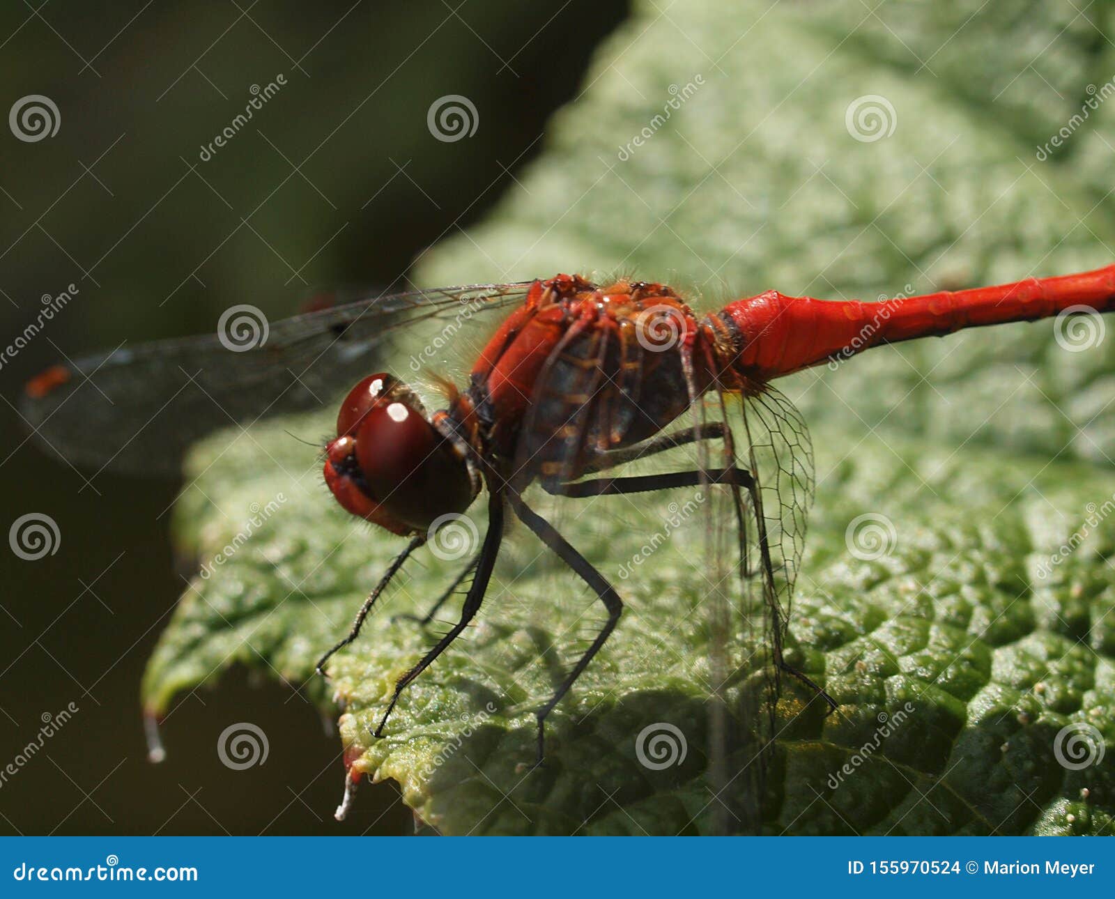 Closeup of a Red Fire Dragonfly Stock Photo - Image of macro ...