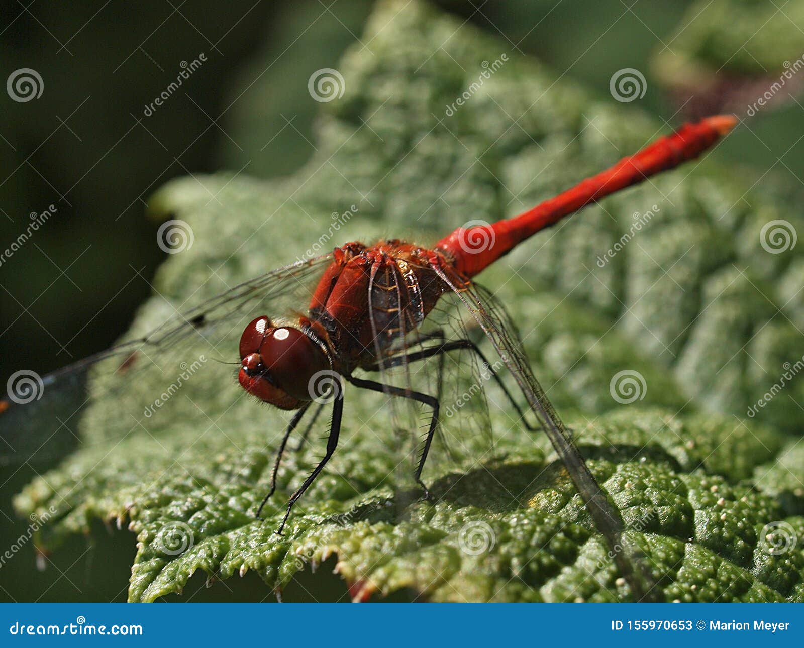 Closeup of a Red Fire Dragonfly Stock Image - Image of stream, nature ...