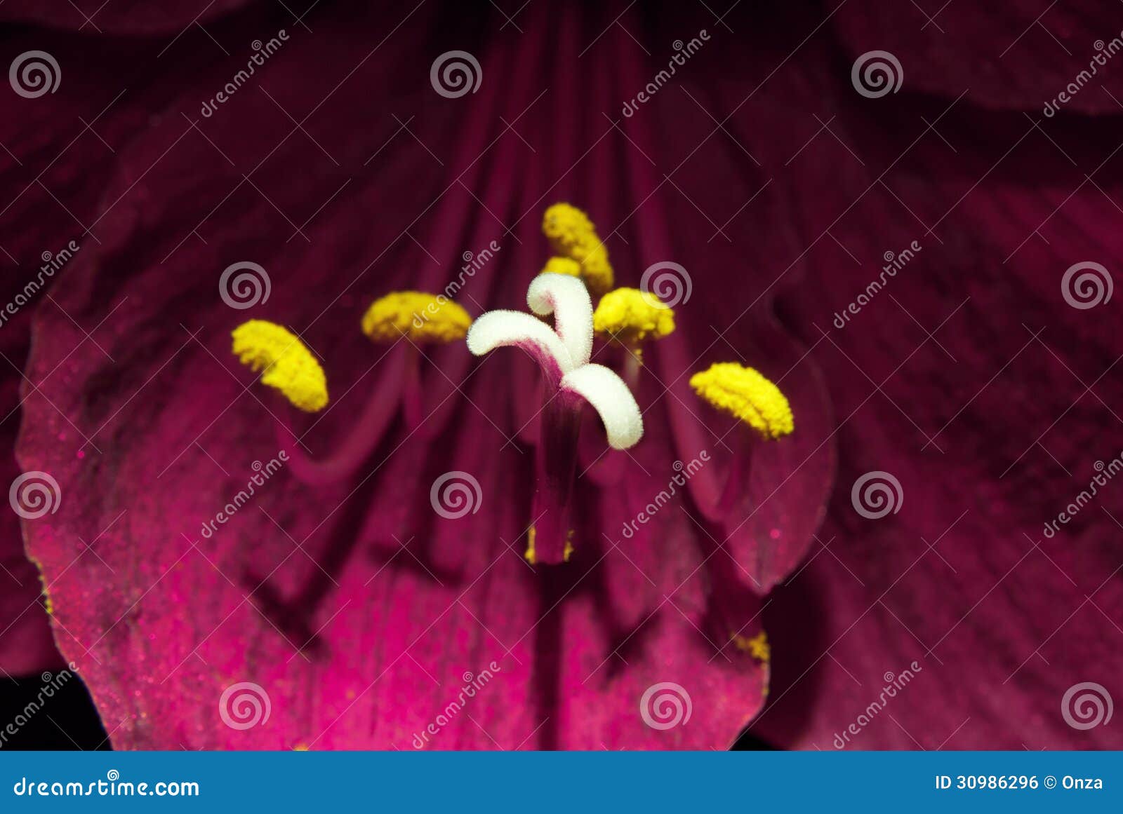 Macro Red Flower Pestle stock photo. Image of close, blossom - 30986296