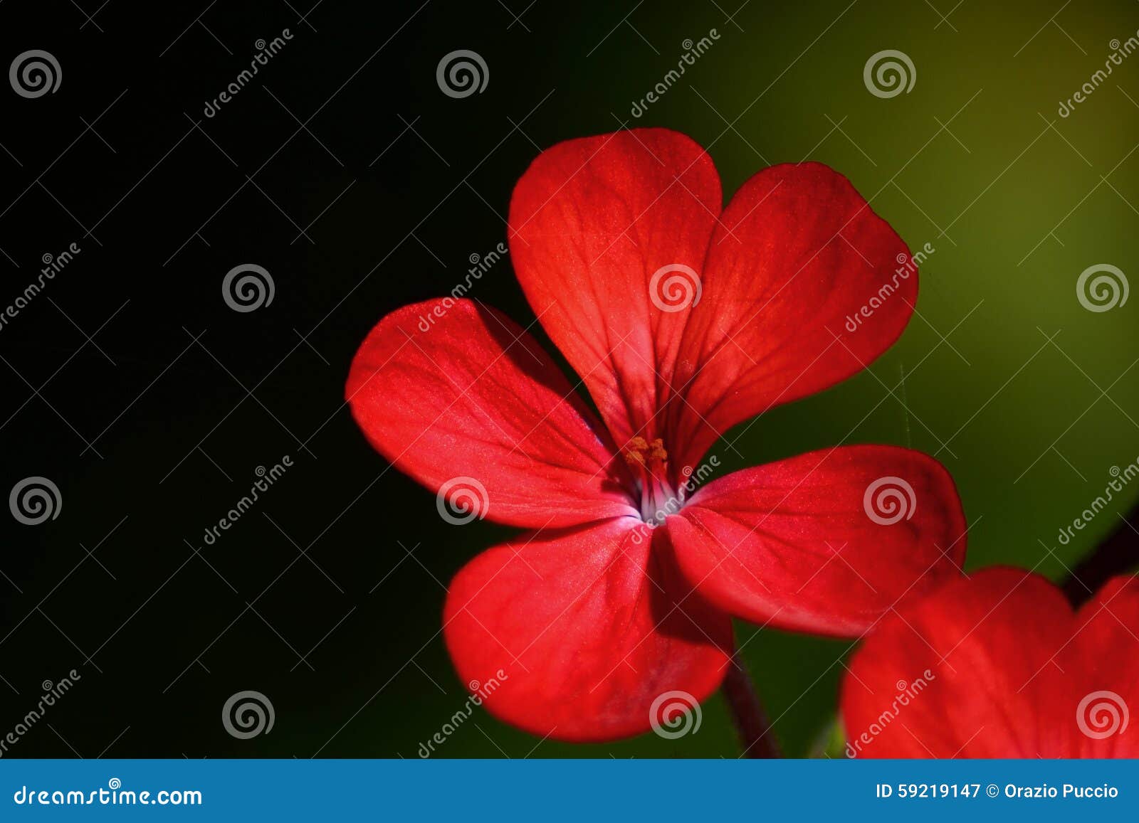 Macro of a Red Geranium Flower Stock Image - Image of growth ...