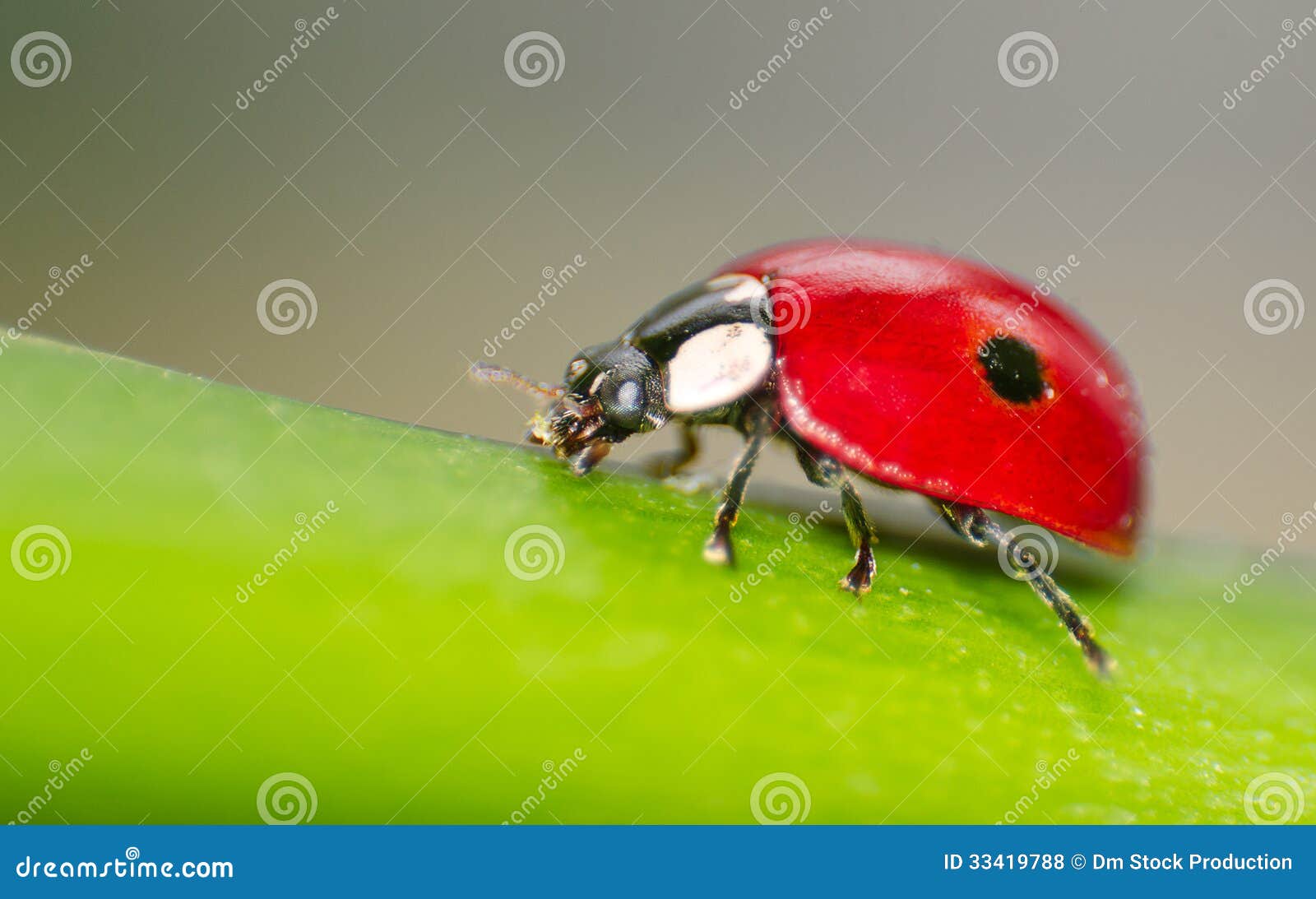 Macro of a red ladybird stock photo. Image of environmental - 33419788