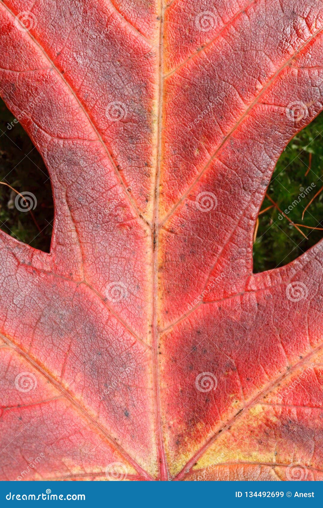 Maple leaf structure stock image. Image of natural, texture - 134492699