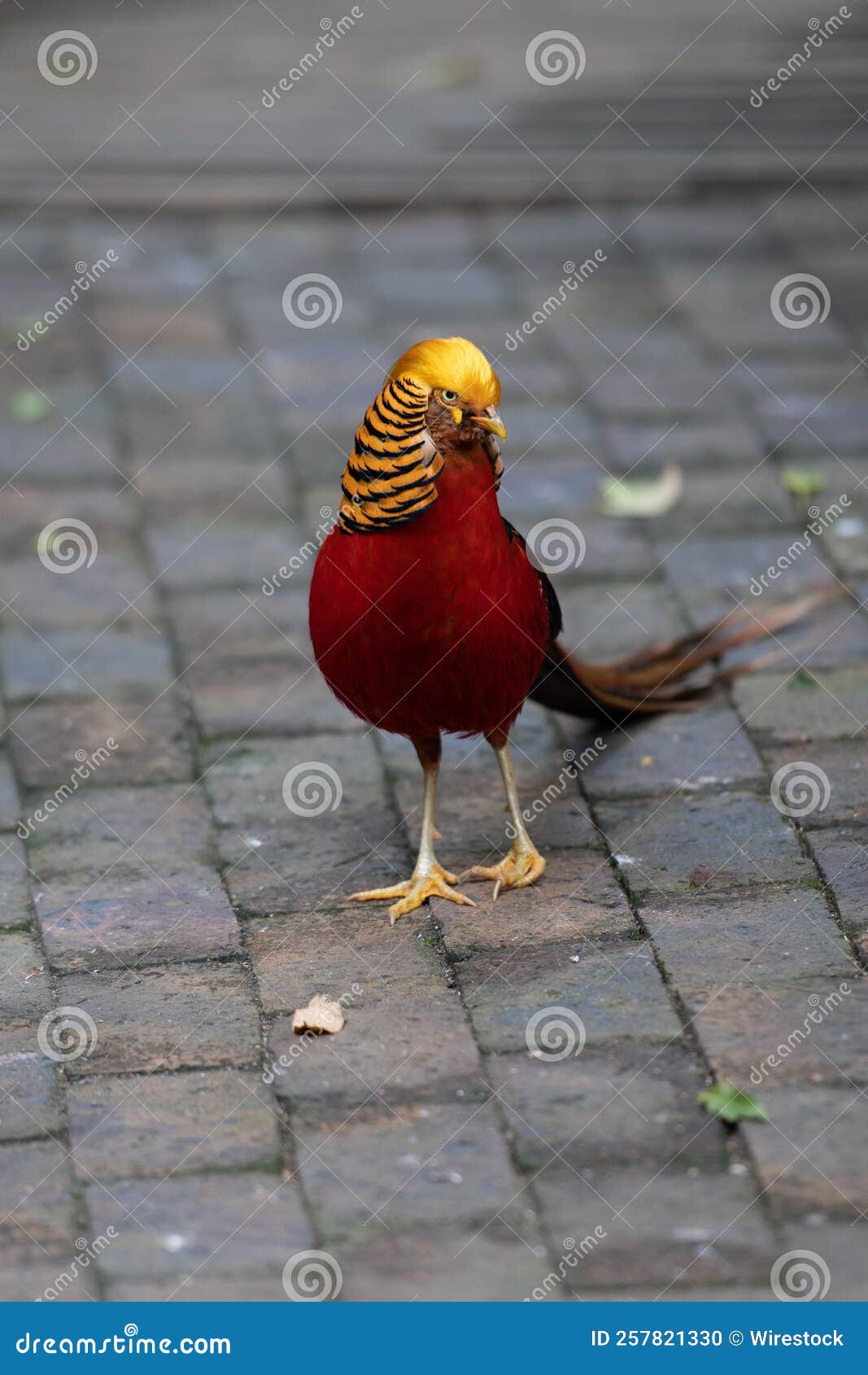 Macro of a Red Parrot Standing on the Ground Stock Photo - Image of ...