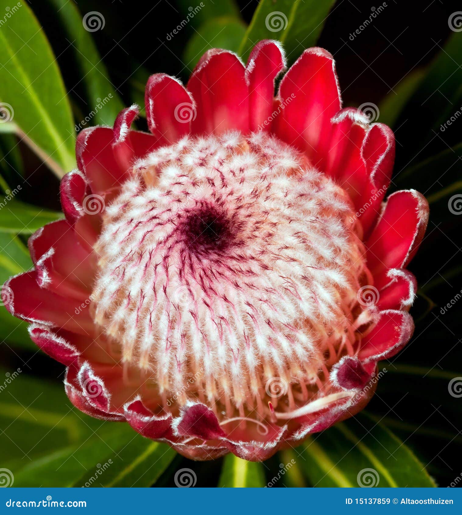 Macro of red protea stock image. Image of florets, bracts - 15137859