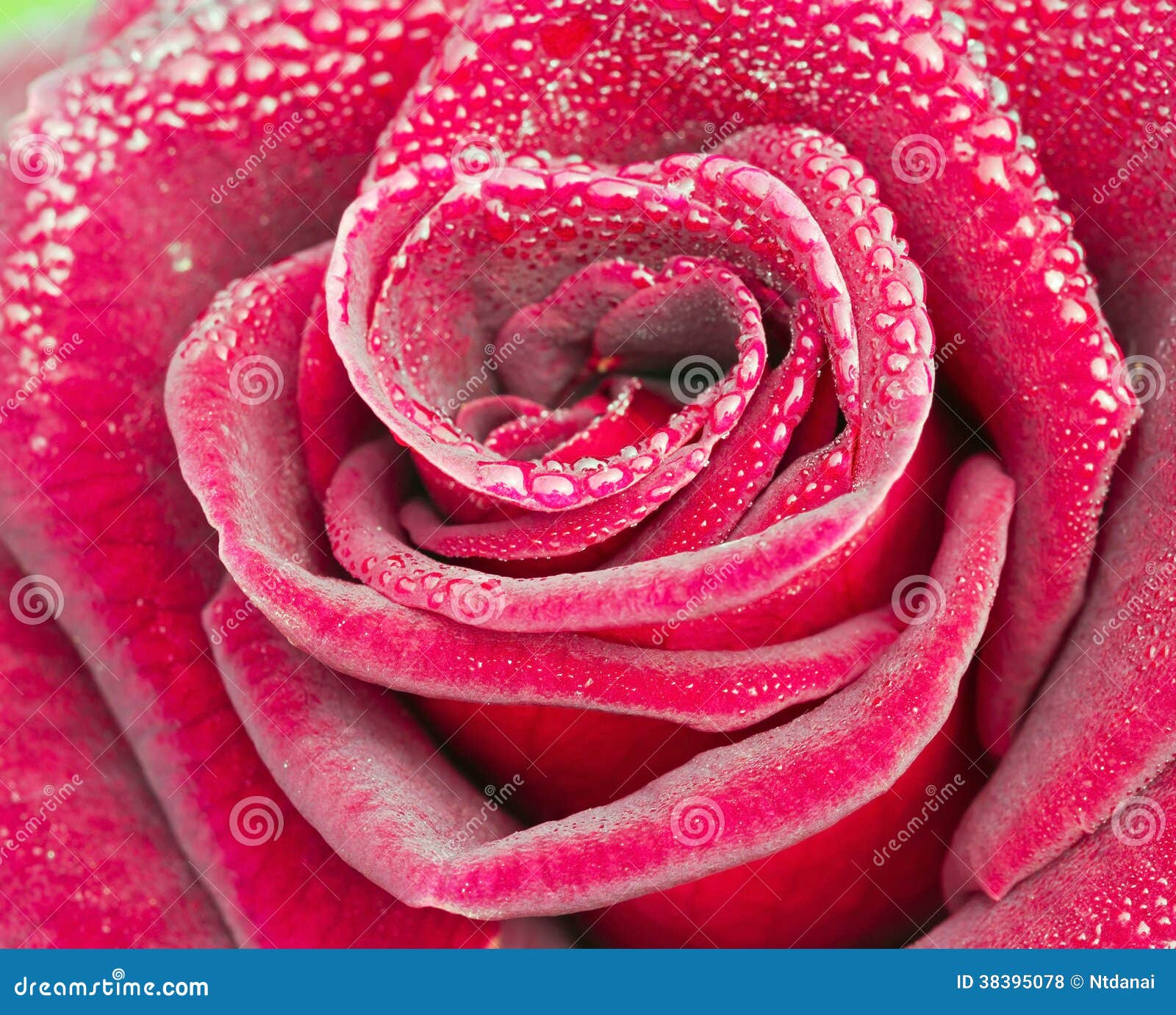 Macro of red rose stock photo. Image of perfect, freshness - 38395078