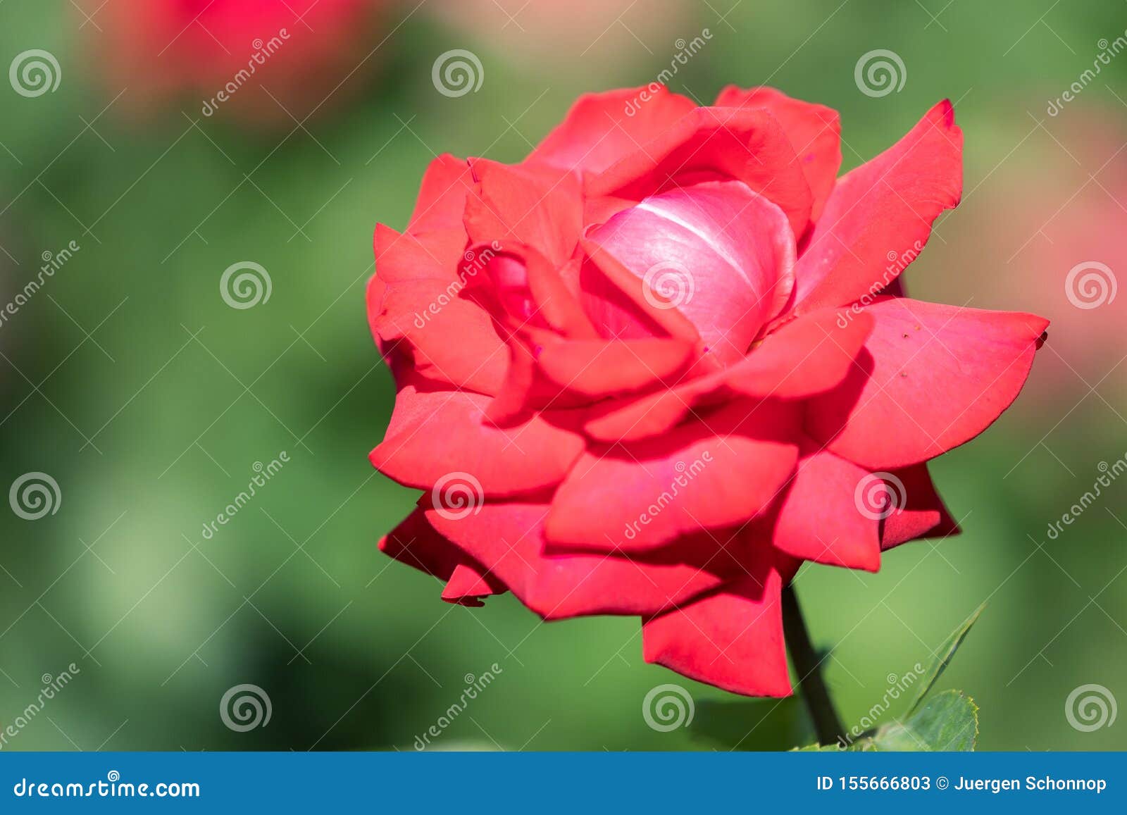 Macro of a red rose stock image. Image of close, rose - 155666803