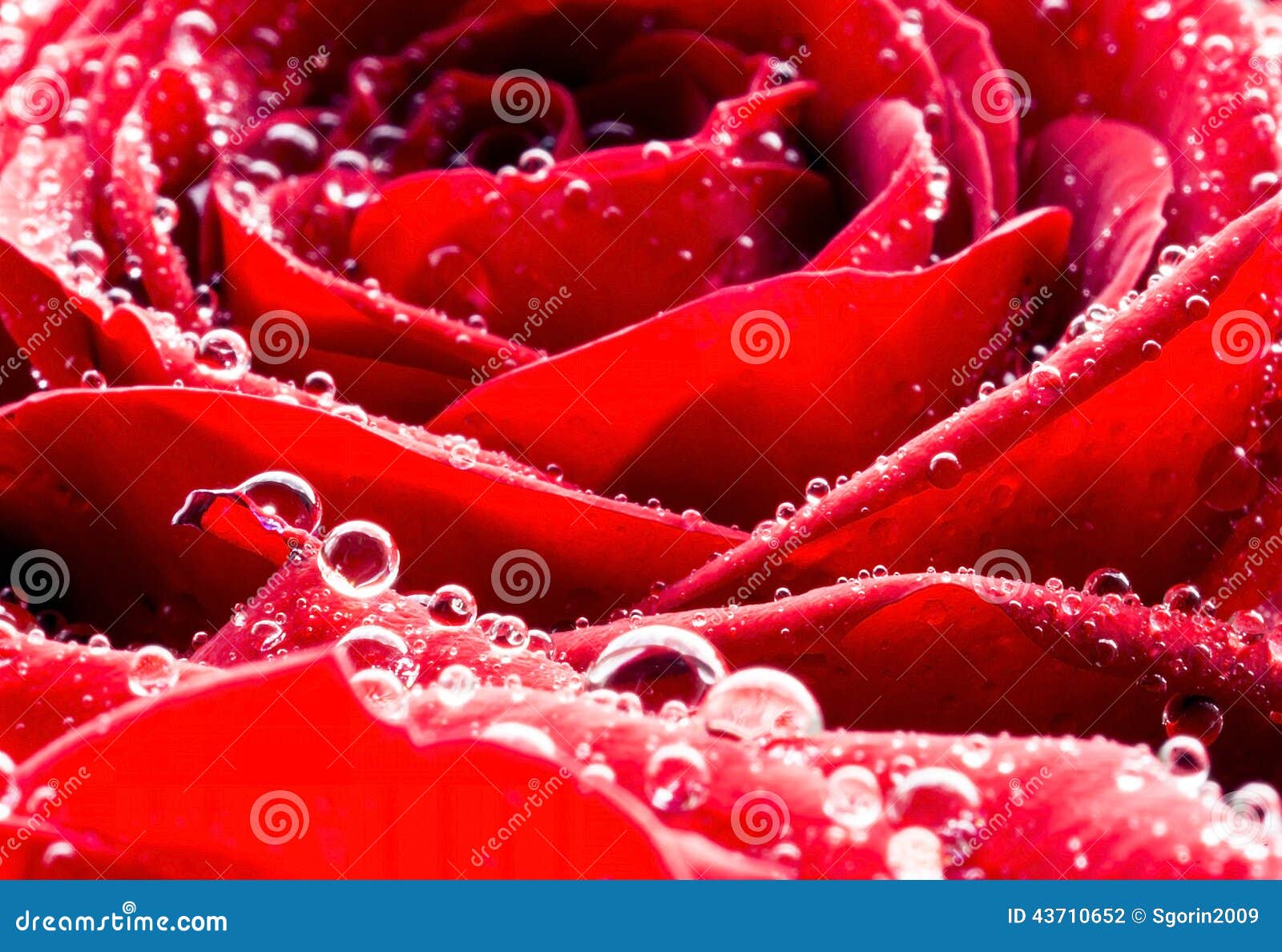 Macro Red Rose with Dew Drops Stock Photo - Image of close, water: 43710652