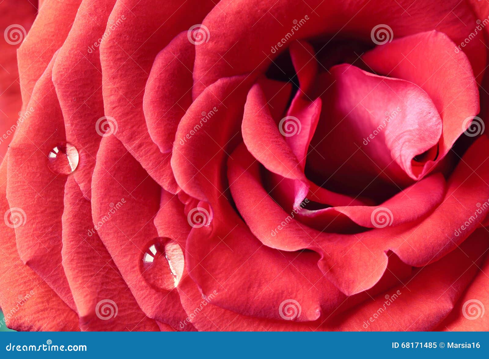 Macro of Red Rose with Dewdrops Stock Image - Image of congratulation ...