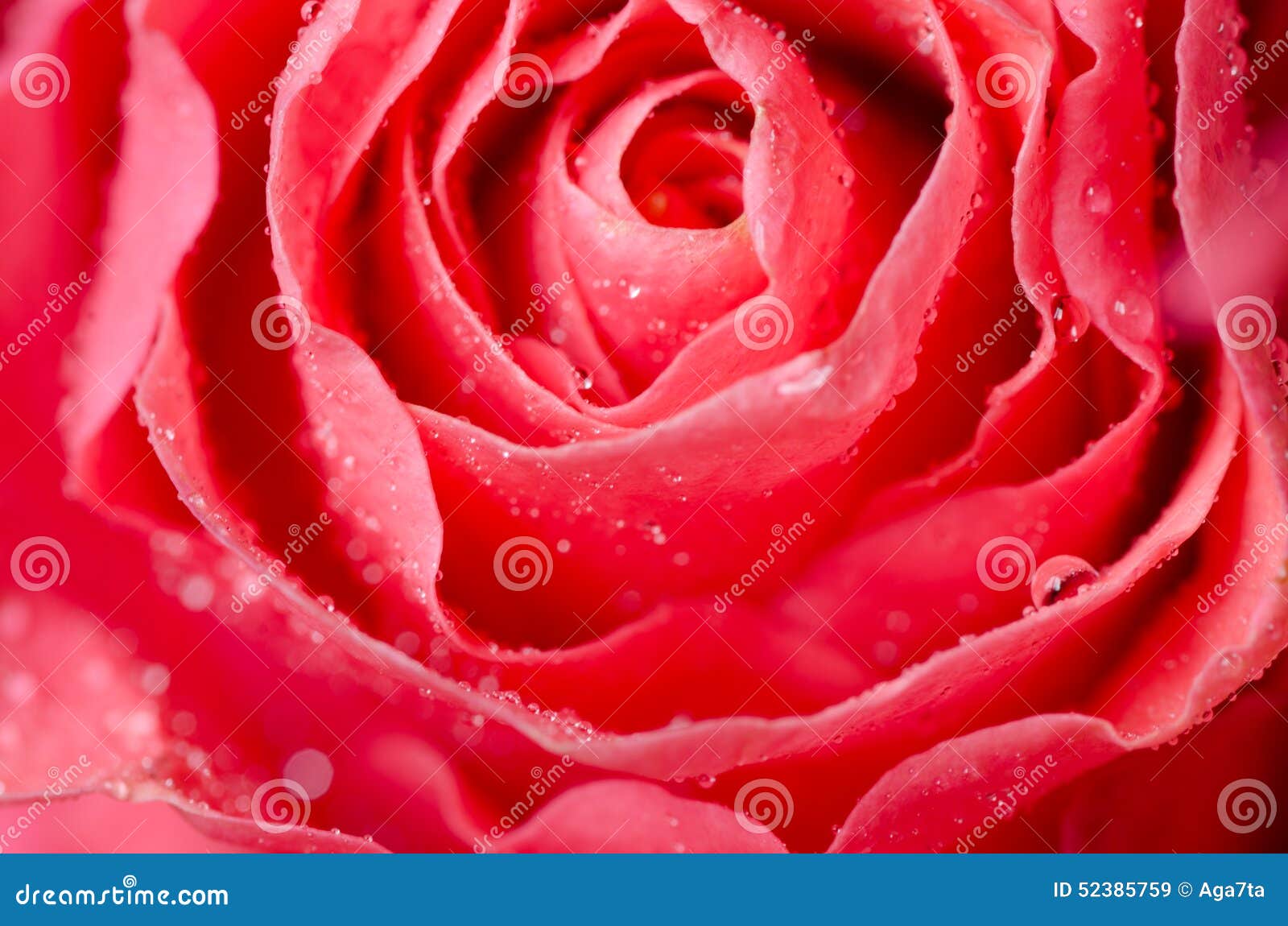 Macro of red rose stock image. Image of petals, blossom - 52385759