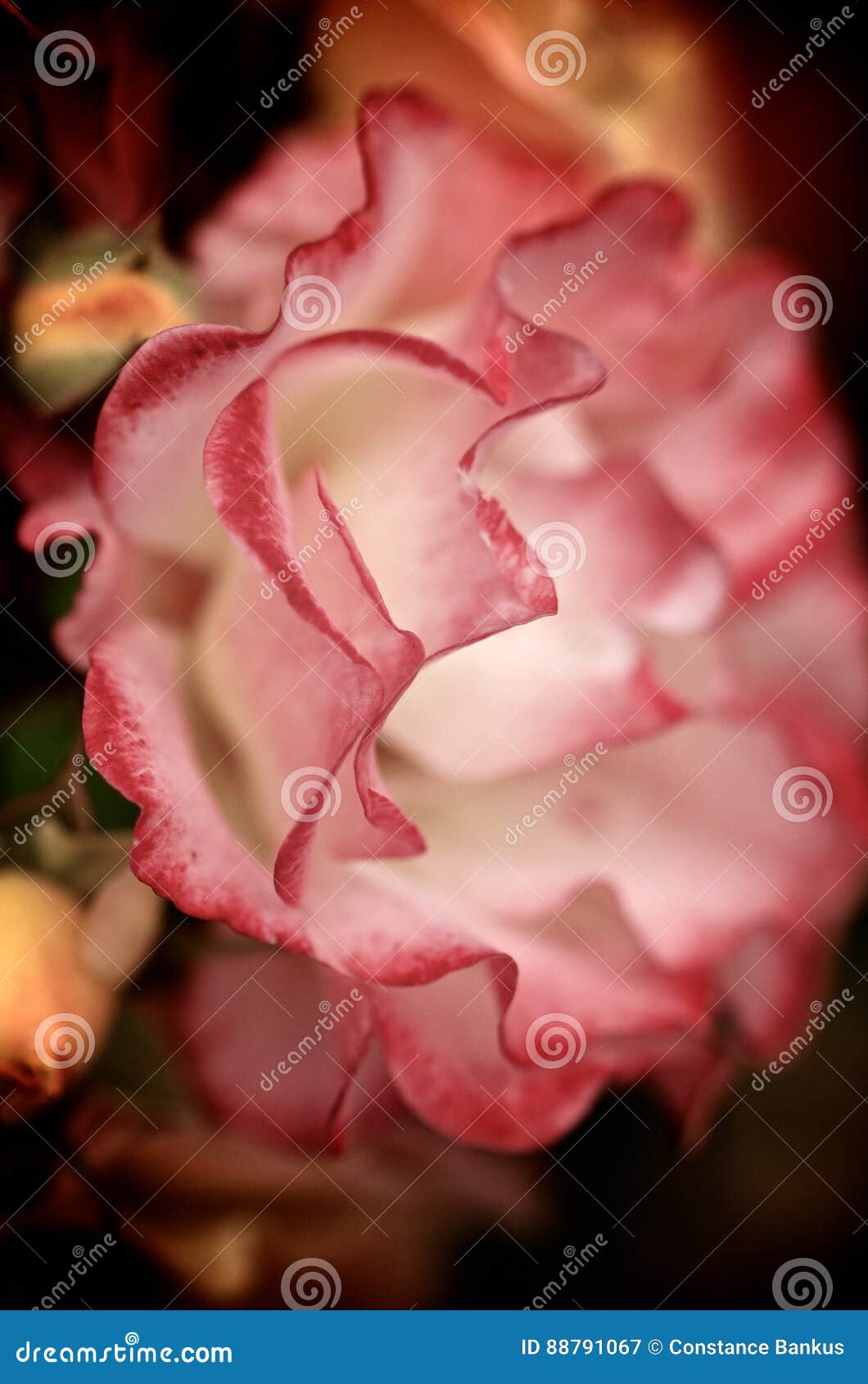 Macro Red Rose Tip stock image. Image of petals, nature - 88791067