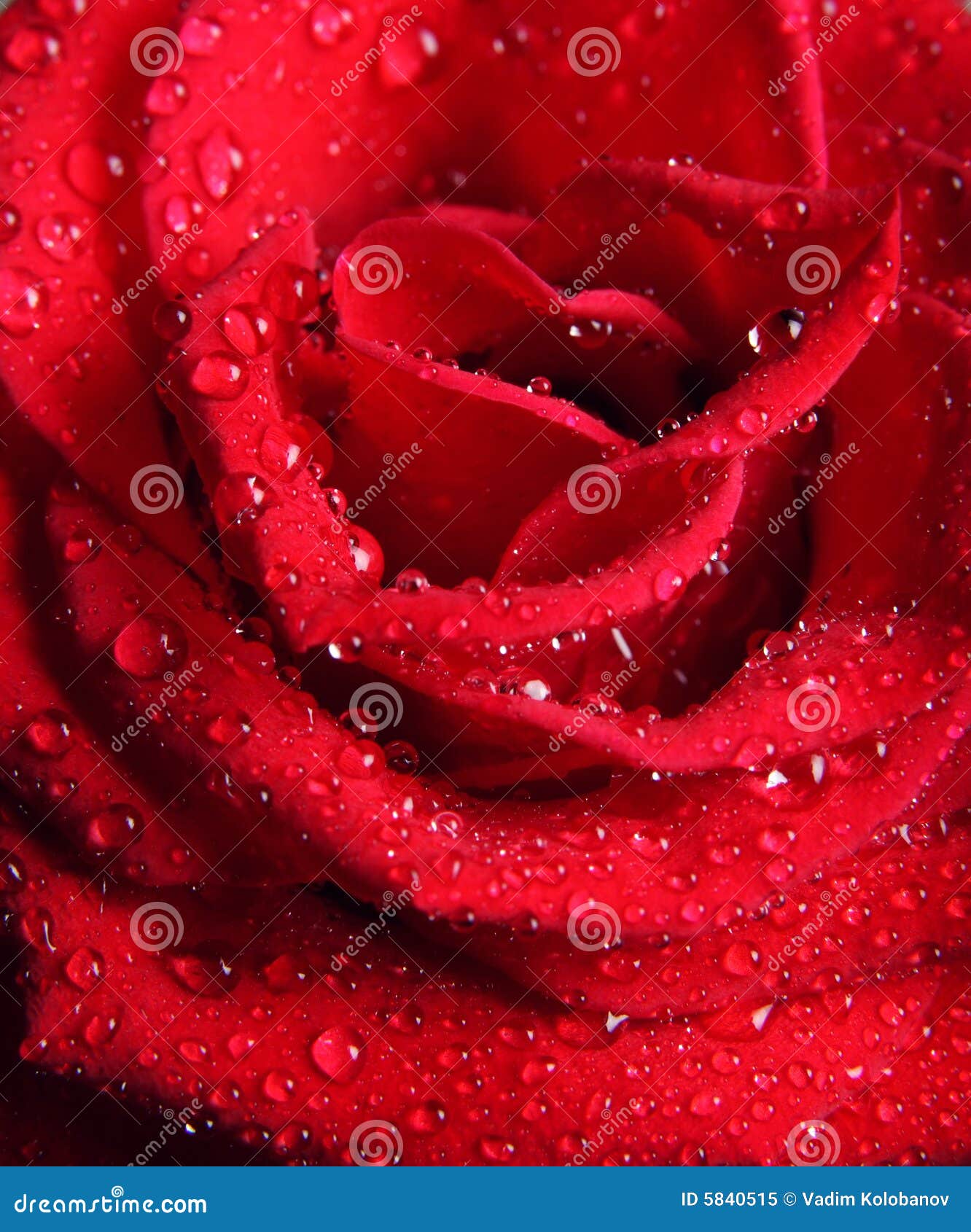 Macro of Red Rose with Water Drops Stock Image - Image of leaf, bright ...