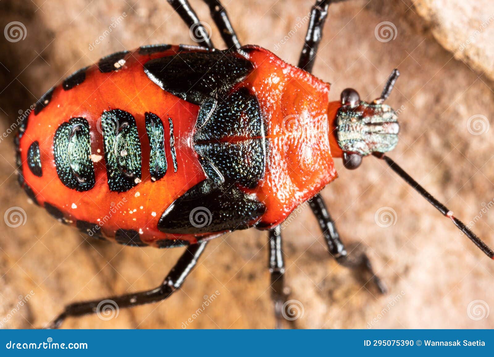 Macro of a Red Shield Bug on a Tree Trunk Stock Photo - Image of ...