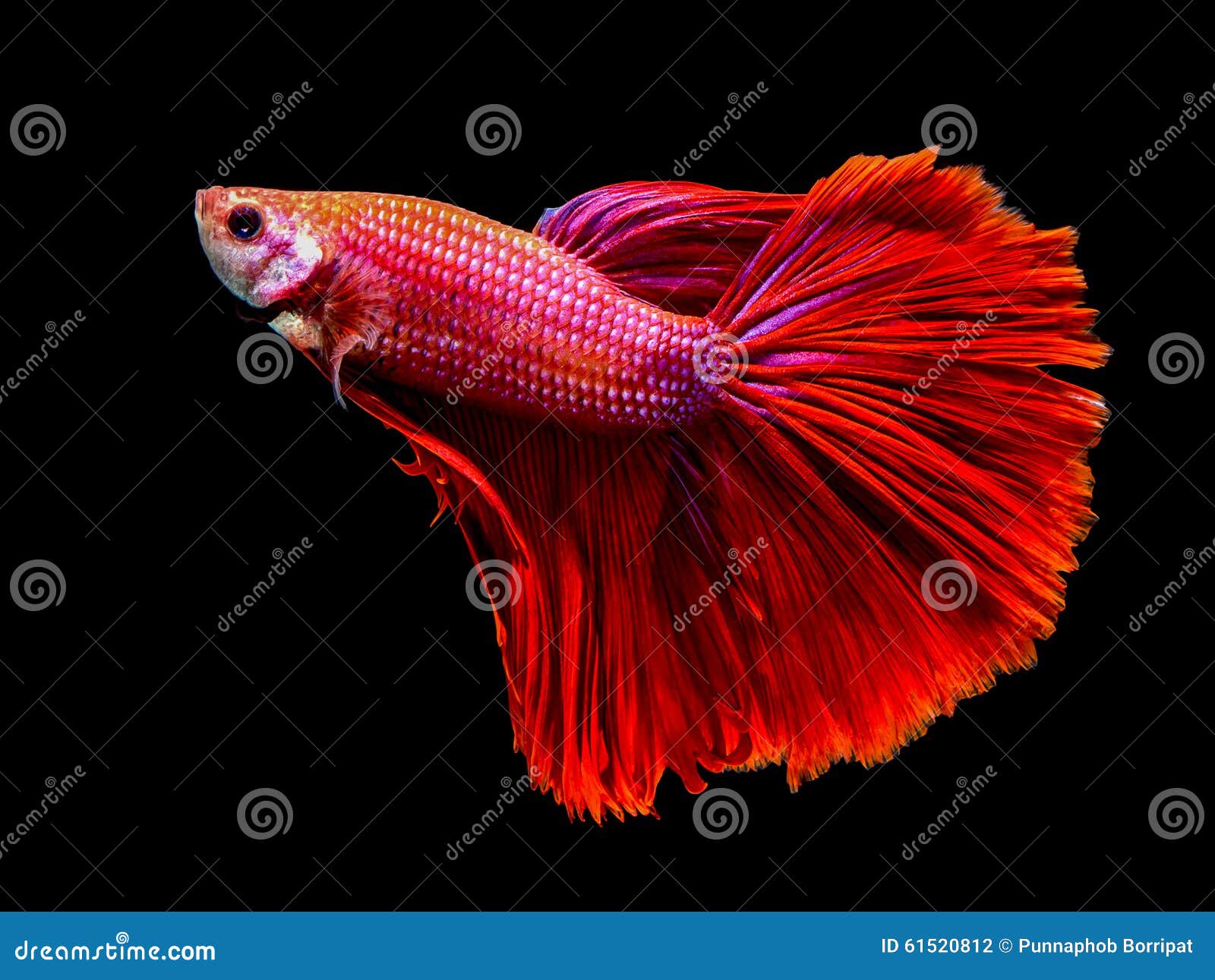 Macro Red Siam Fighting Fish are Swimming Stock Photo - Image of color ...