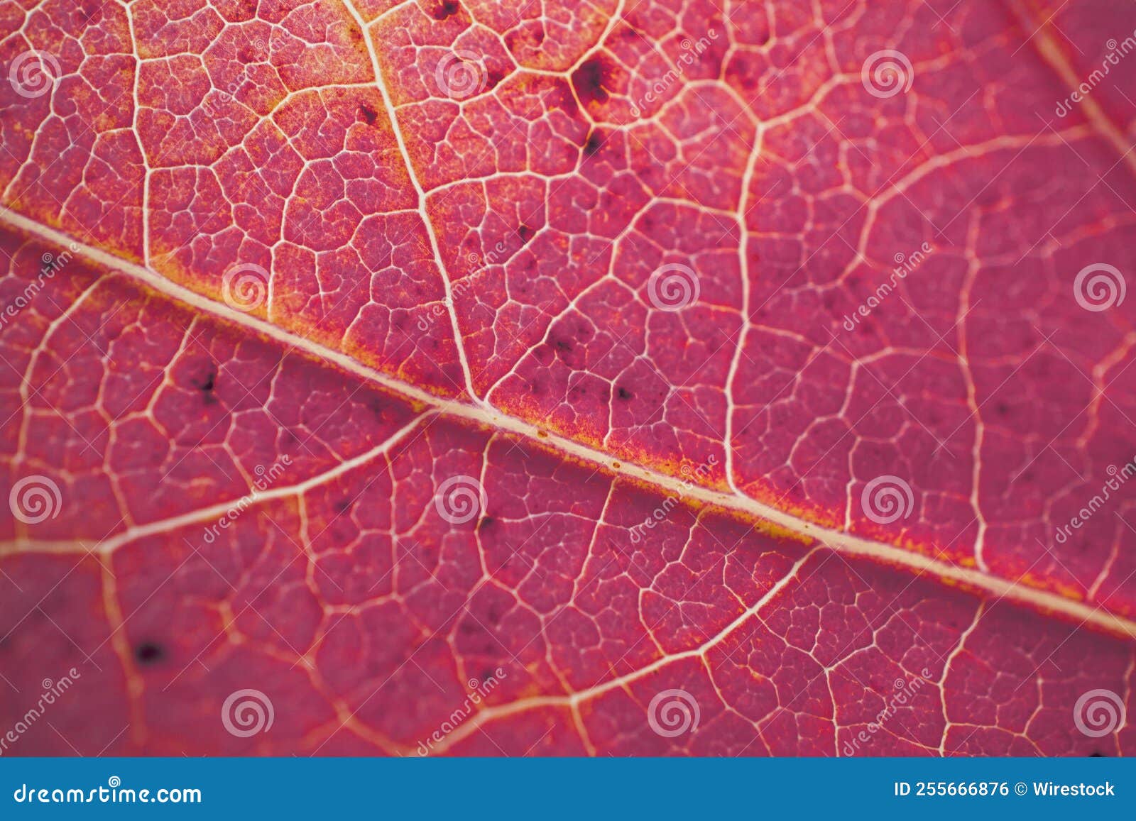 Macro of the Red Tree Leaf Veins Stock Photo - Image of surface, nature ...