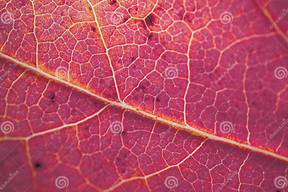 Macro of the Red Tree Leaf Veins Stock Photo - Image of surface, nature ...